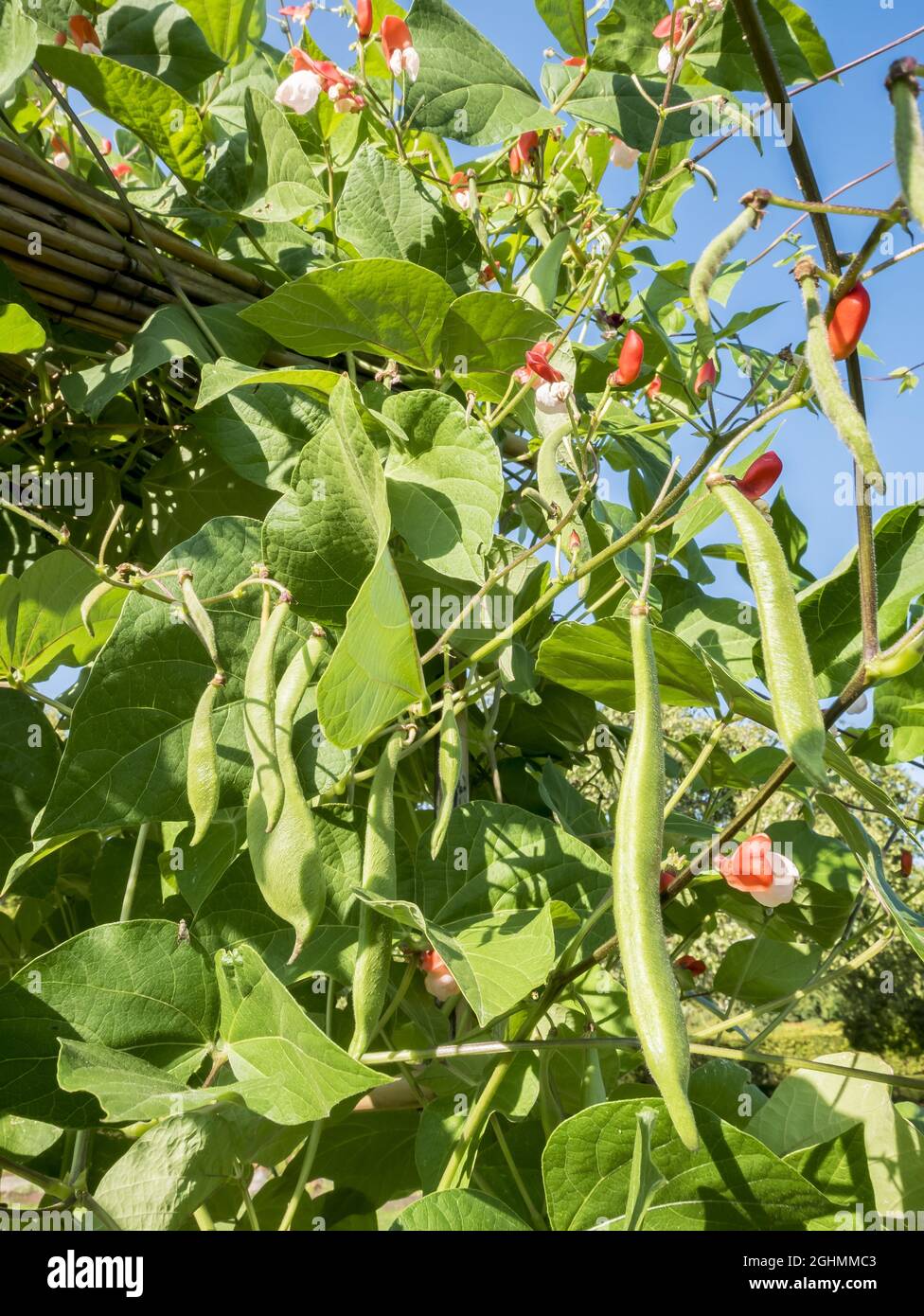 Mungbohnen phaseolus sp -Fotos und -Bildmaterial in hoher Auflösung – Alamy