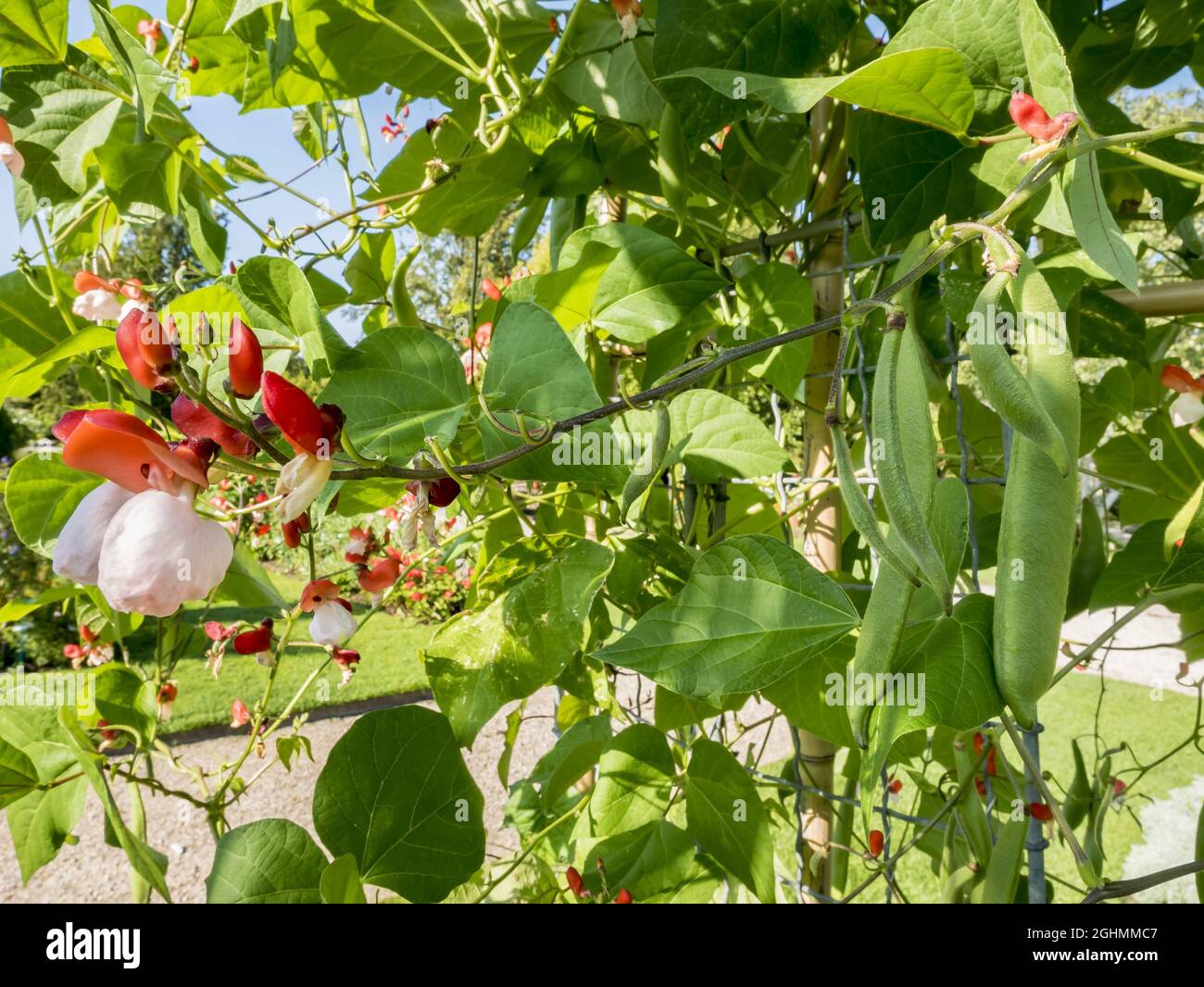Mungbohnen phaseolus sp -Fotos und -Bildmaterial in hoher Auflösung – Alamy