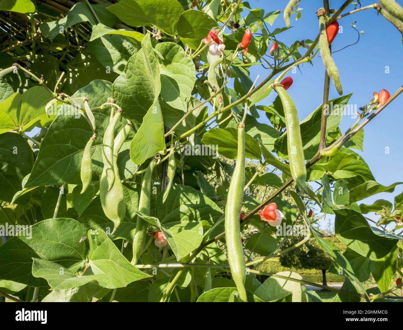 Mungbohnen phaseolus sp -Fotos und -Bildmaterial in hoher Auflösung – Alamy