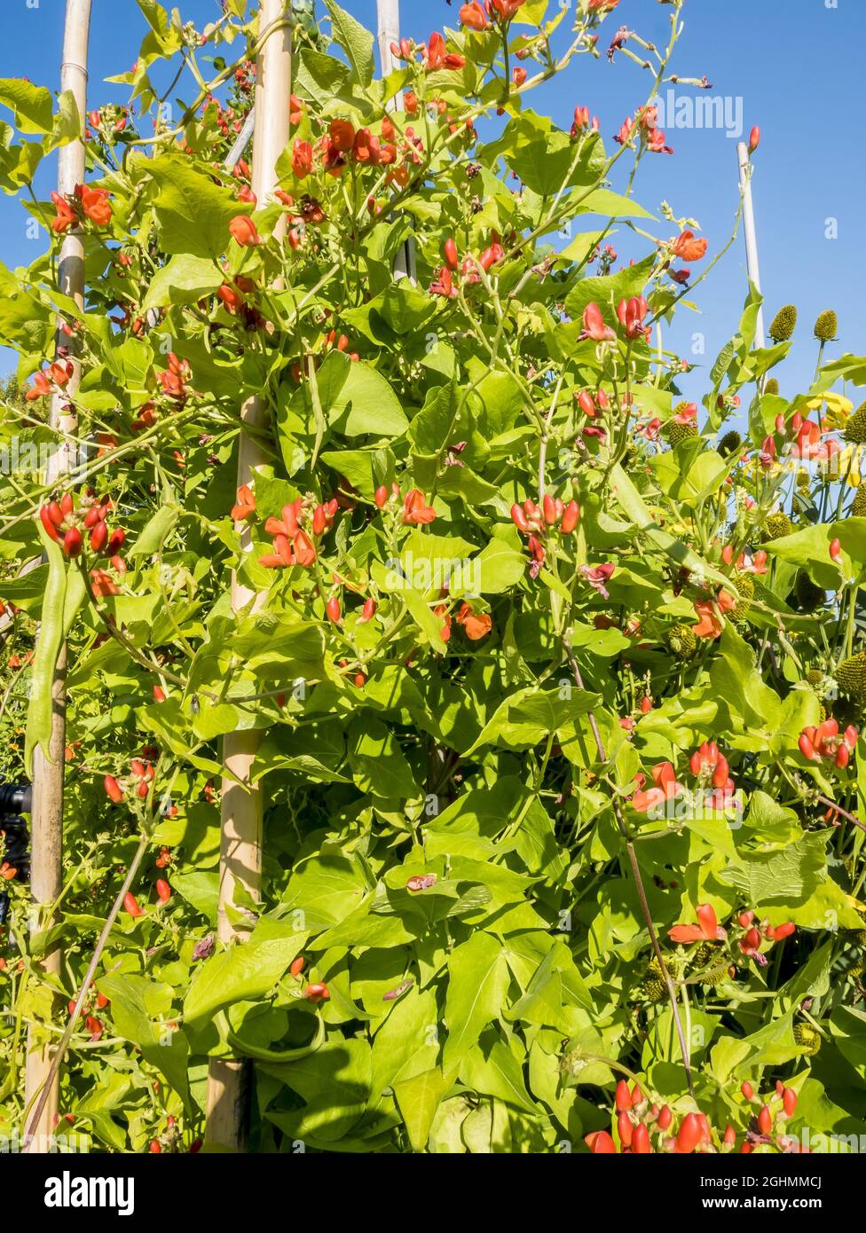 Mungbohnen phaseolus sp -Fotos und -Bildmaterial in hoher Auflösung – Alamy