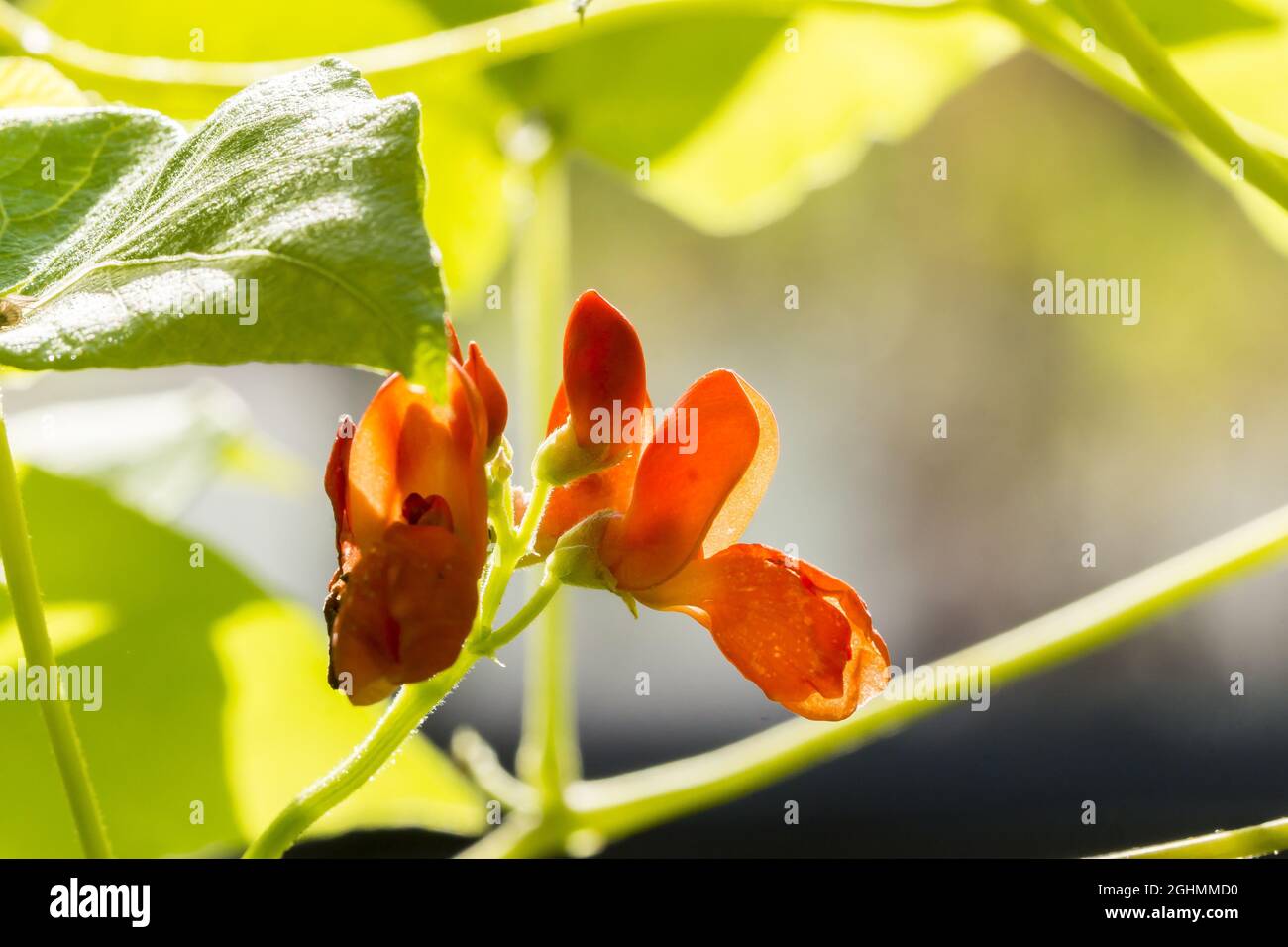 Mungbohnen phaseolus sp -Fotos und -Bildmaterial in hoher Auflösung – Alamy