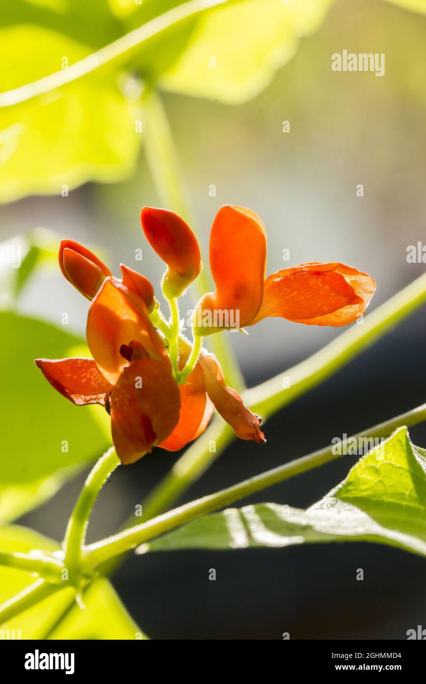 Mungbohne phaseolus sp -Fotos und -Bildmaterial in hoher Auflösung – Alamy