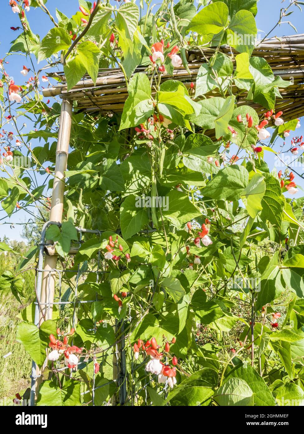 Mungbohnen phaseolus sp -Fotos und -Bildmaterial in hoher Auflösung – Alamy