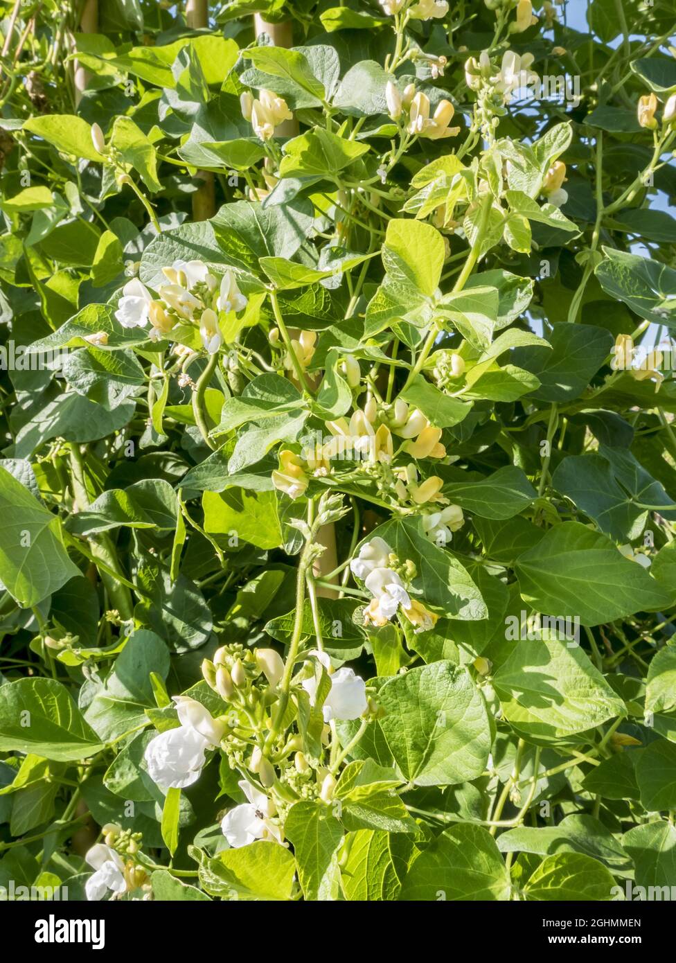 Mungbohnen phaseolus sp -Fotos und -Bildmaterial in hoher Auflösung – Alamy