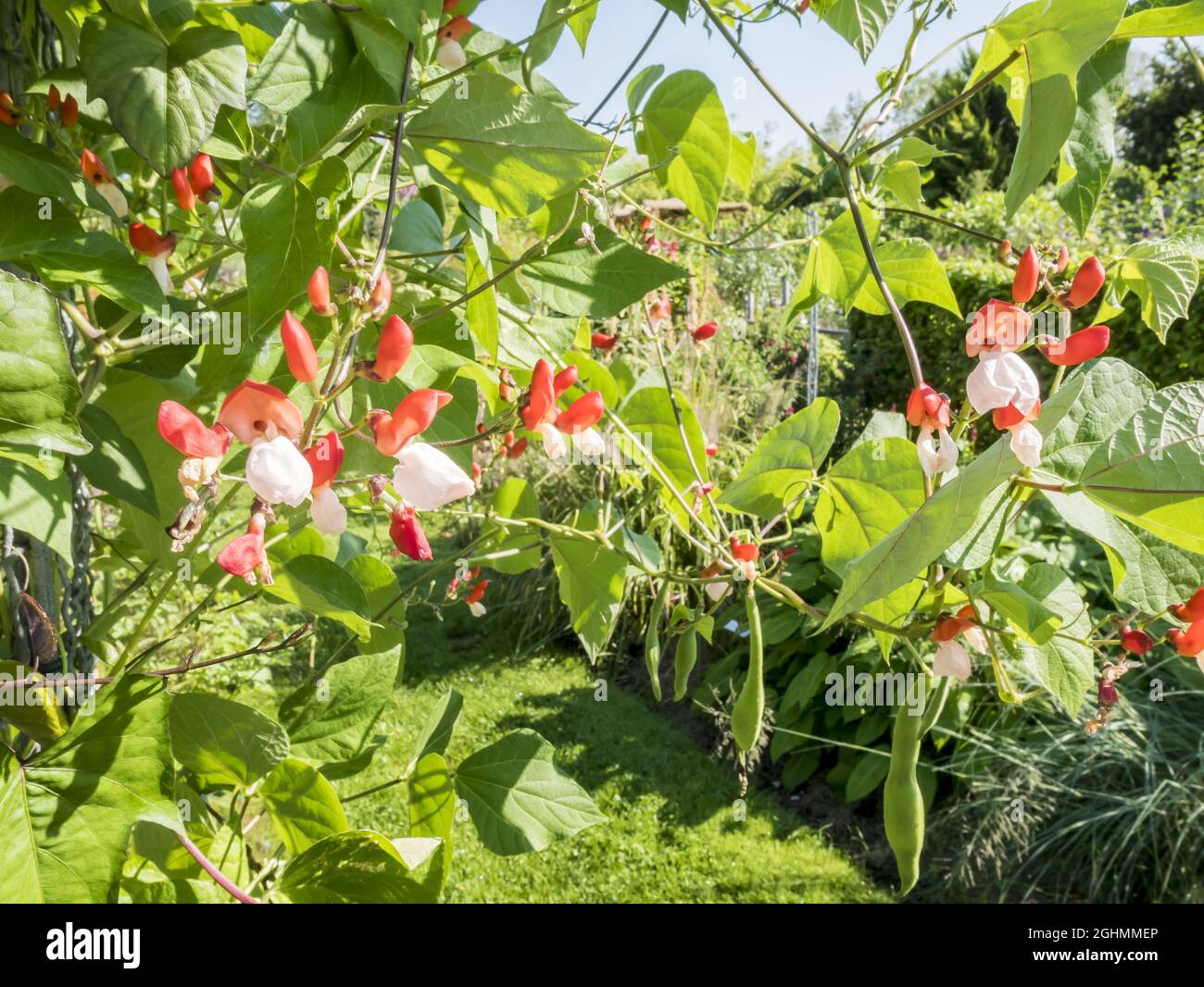 Mungbohnen phaseolus sp -Fotos und -Bildmaterial in hoher Auflösung – Alamy