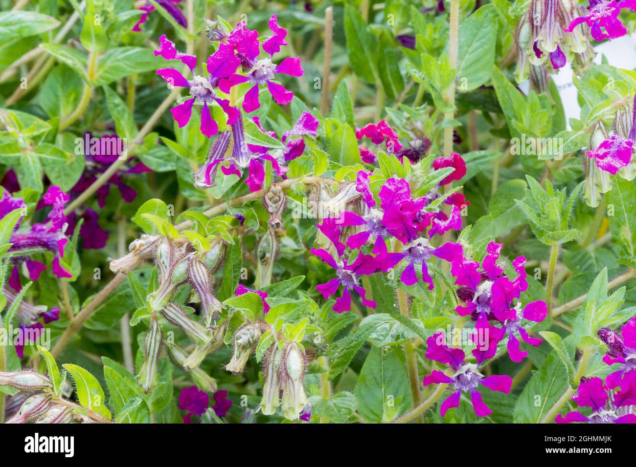 Cuphea miniata -Fotos und -Bildmaterial in hoher Auflösung – Alamy