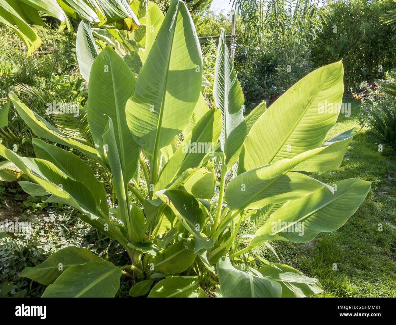 Ensete ventricosum -Fotos und -Bildmaterial in hoher Auflösung – Alamy