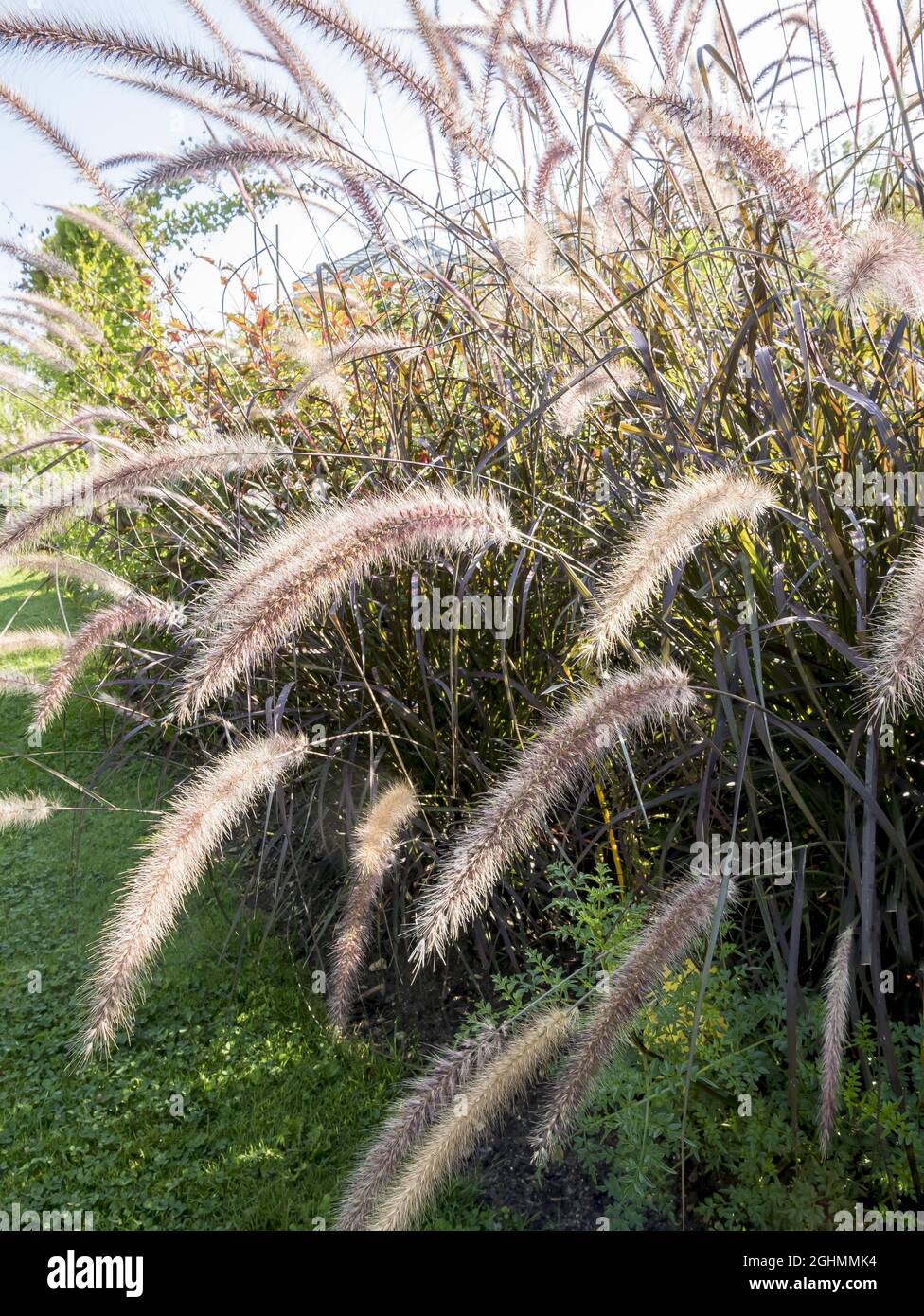 Pennisetum rueppellii -Fotos und -Bildmaterial in hoher Auflösung – Alamy