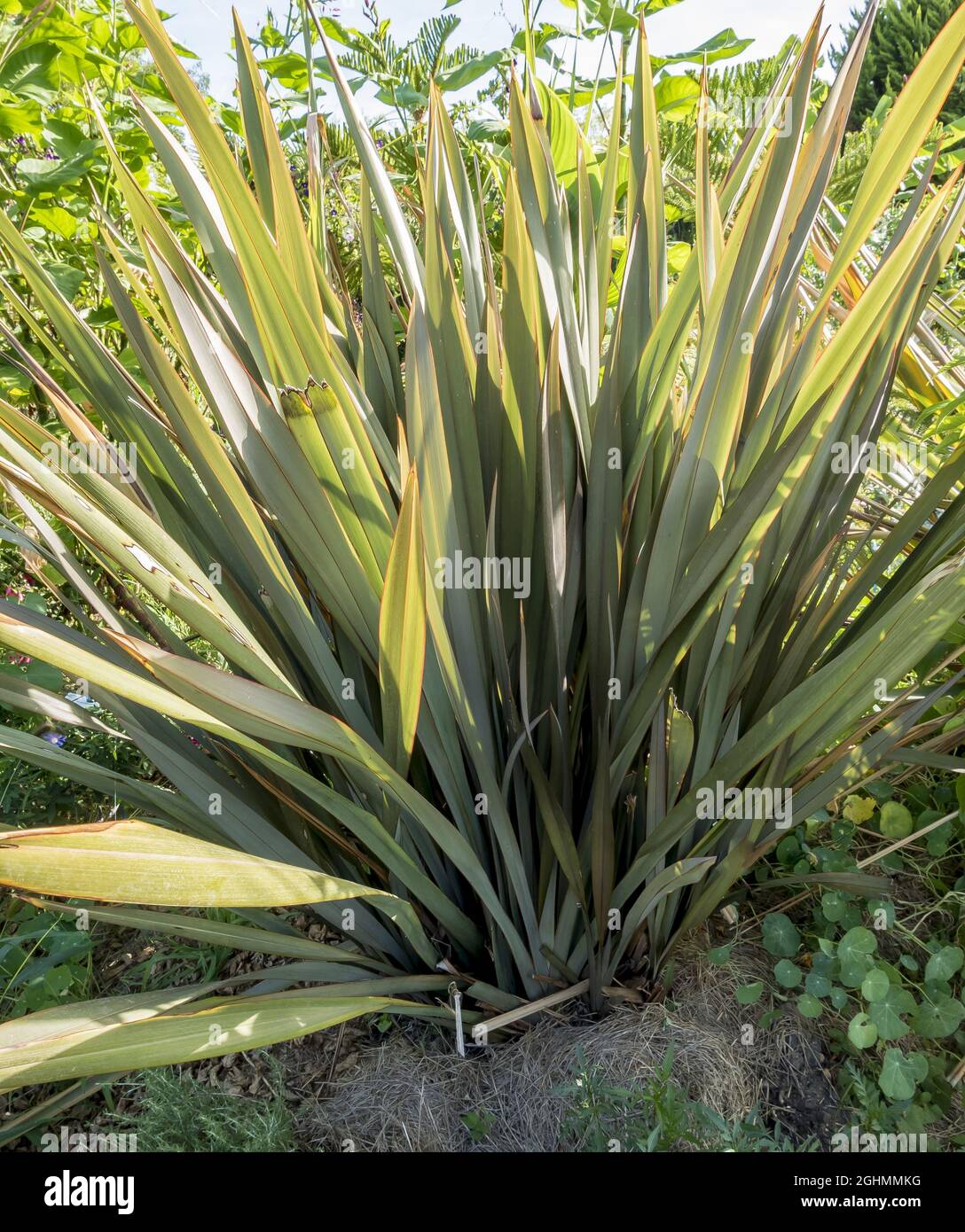 Phormium sp -Fotos und -Bildmaterial in hoher Auflösung – Alamy