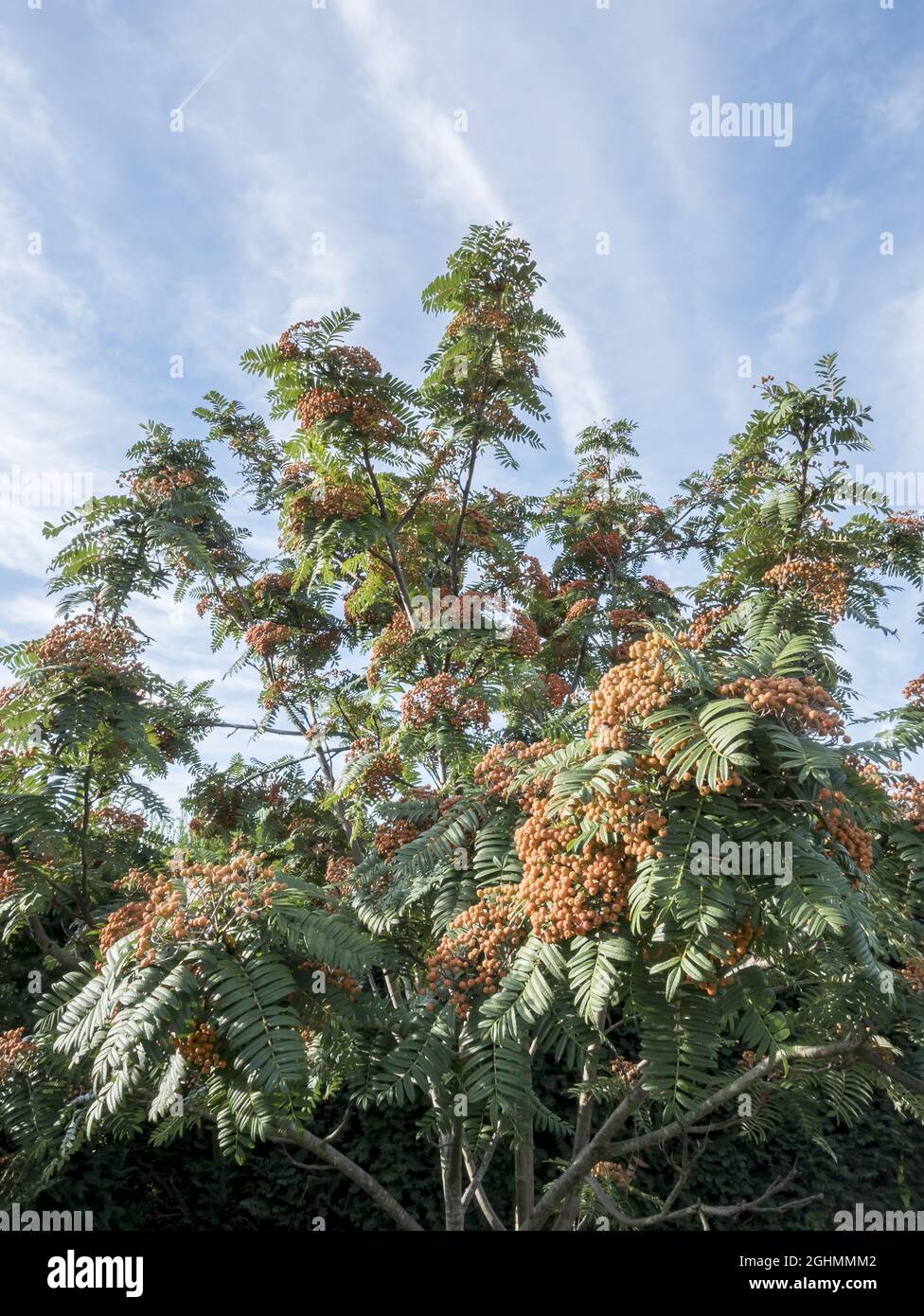 Sorb Sorbus Sp Stockfotos und -bilder Kaufen - Alamy