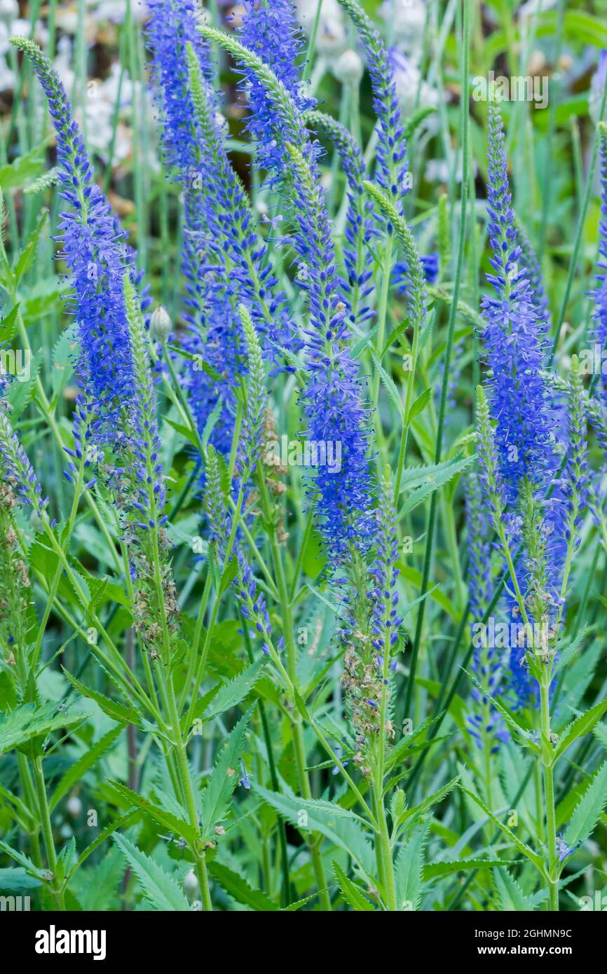 Veronica longifolia -Fotos und -Bildmaterial in hoher Auflösung – Alamy