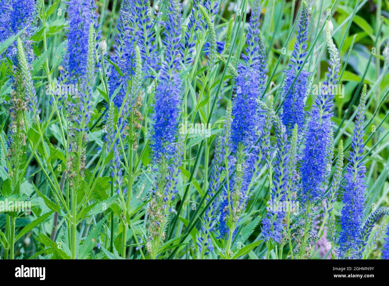 Veronica longifolia -Fotos und -Bildmaterial in hoher Auflösung – Alamy