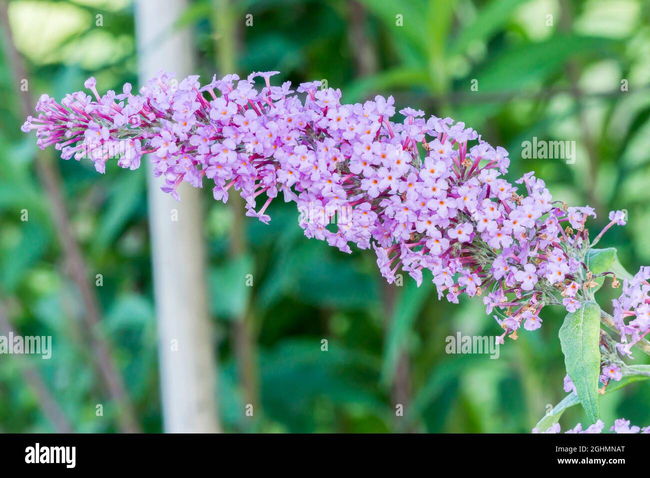 Butterfly bush buddleja sp -Fotos und -Bildmaterial in hoher Auflösung ...