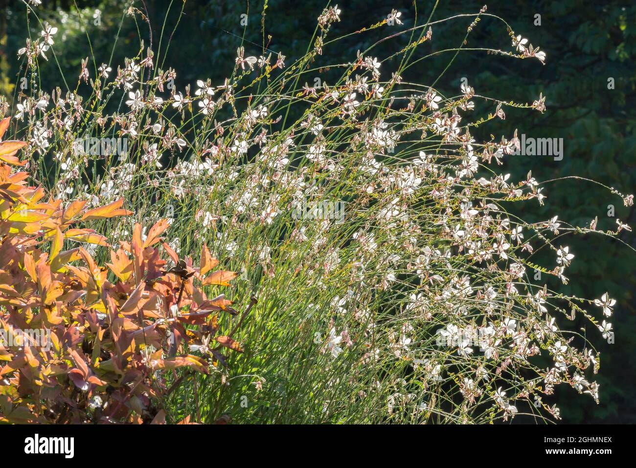 Staude gaura -Fotos und -Bildmaterial in hoher Auflösung – Alamy
