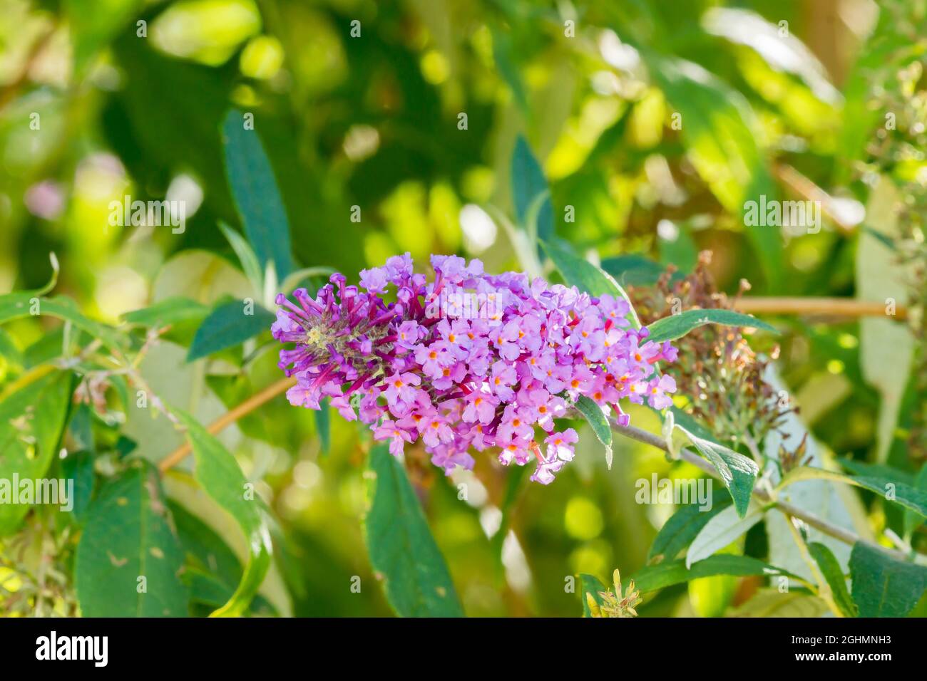 Butterfly bush buddleja sp -Fotos und -Bildmaterial in hoher Auflösung ...