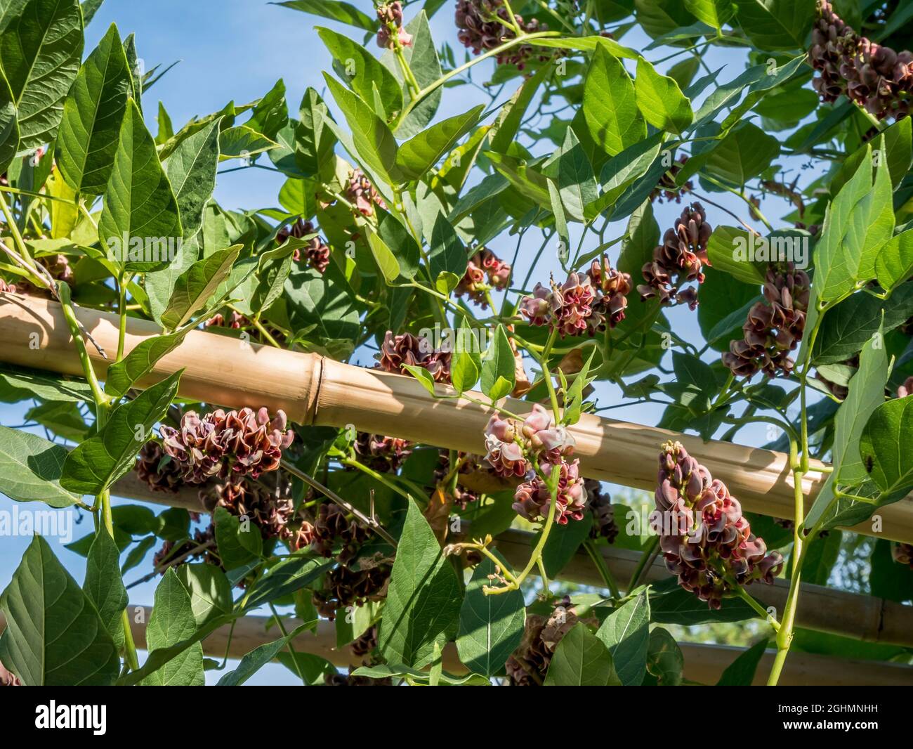 Groundnut apios tuberosa -Fotos und -Bildmaterial in hoher Auflösung ...