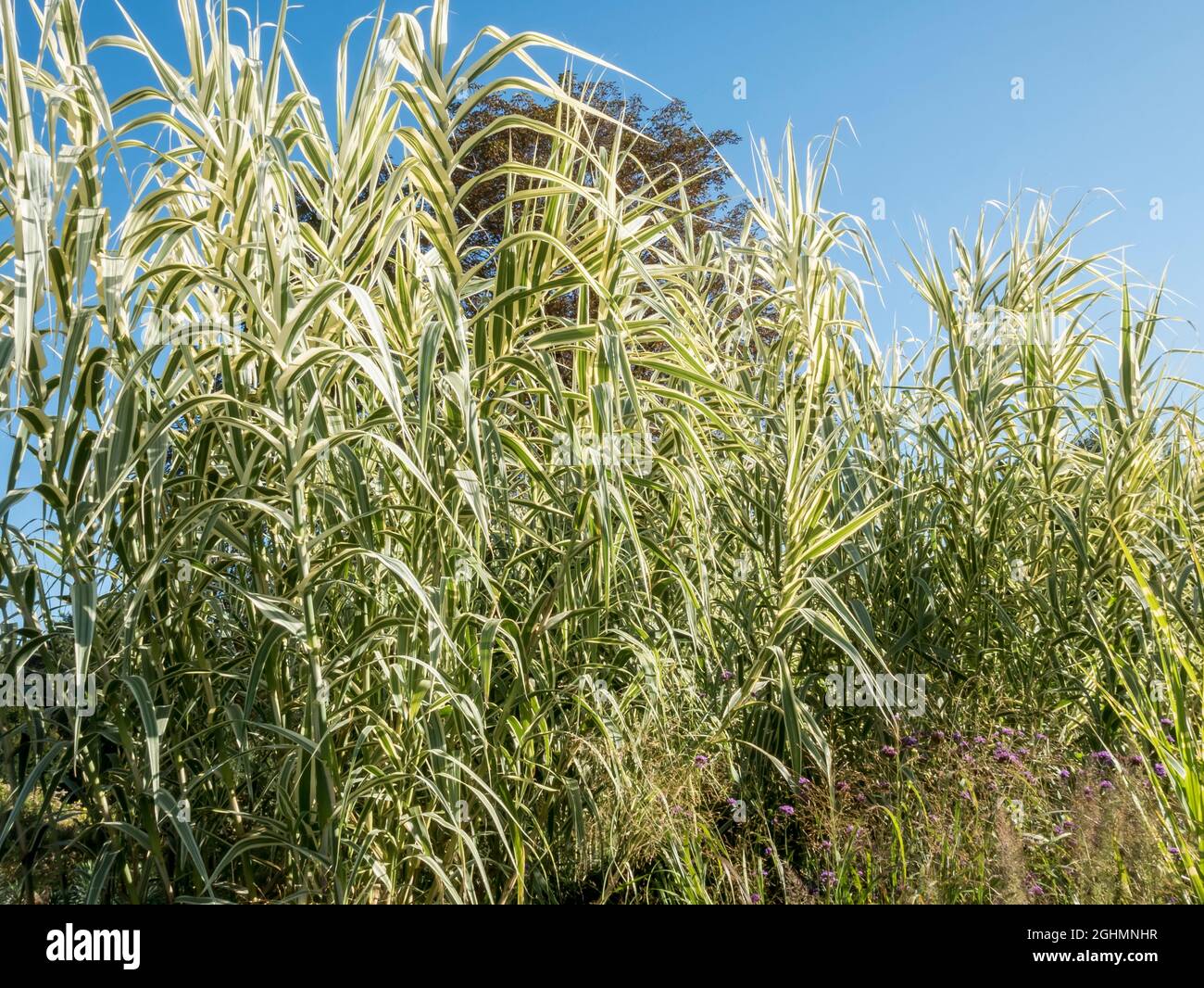 Riesiges reed arundo donax -Fotos und -Bildmaterial in hoher Auflösung ...