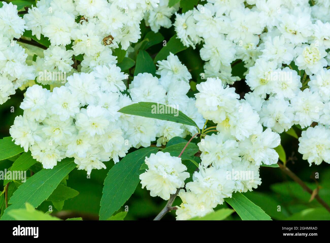 Spiraea cantoniensis lanceata -Fotos und -Bildmaterial in hoher ...