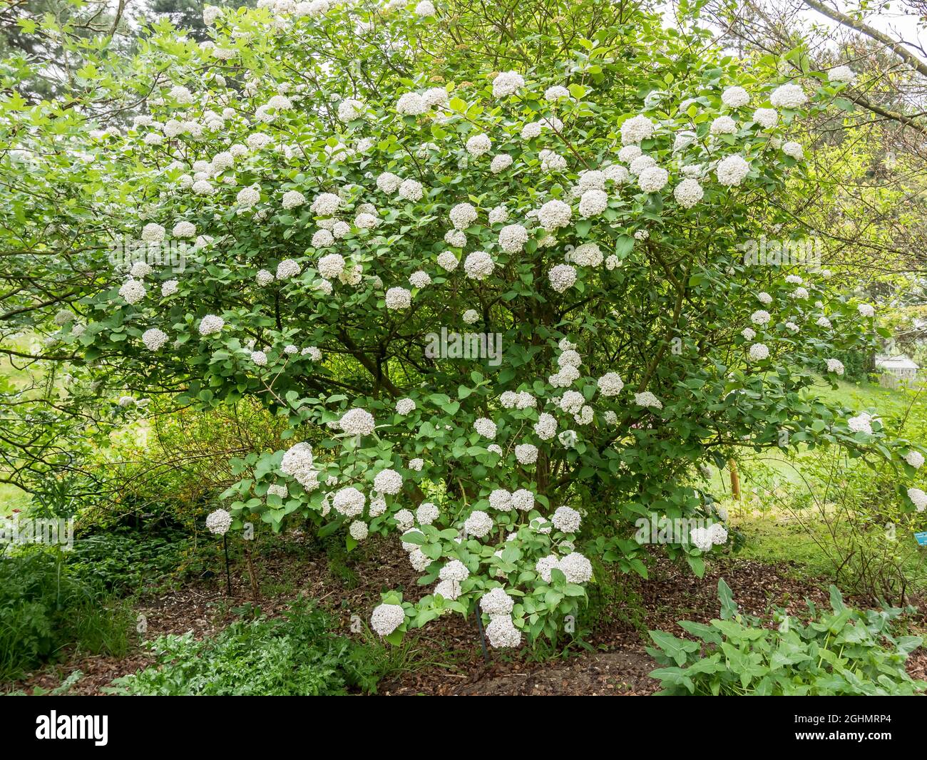 Viburnum lantana -Fotos und -Bildmaterial in hoher Auflösung – Alamy