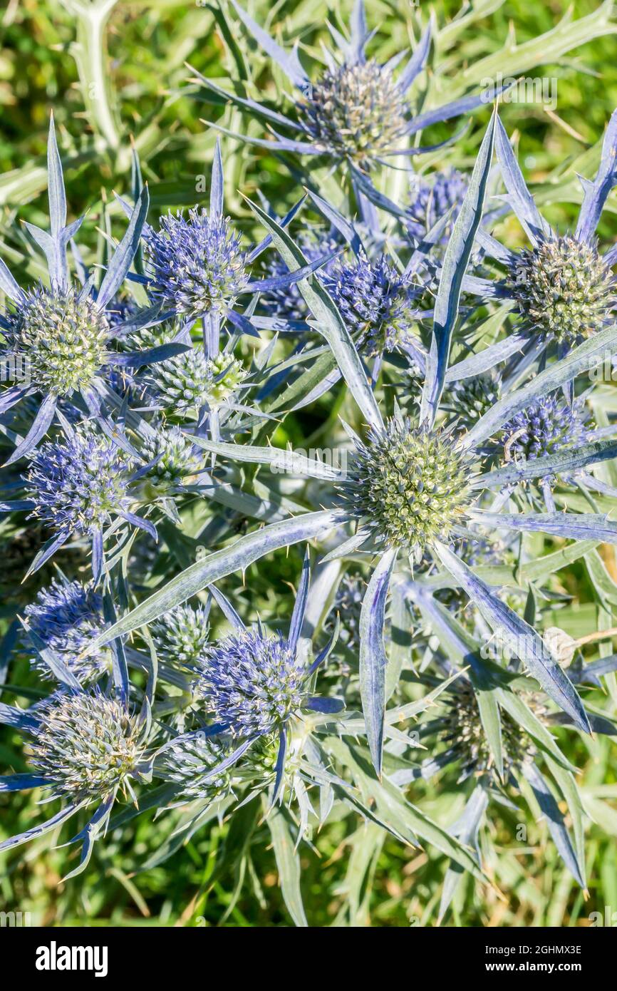 Eryngium variifolium eryngo -Fotos und -Bildmaterial in hoher Auflösung ...