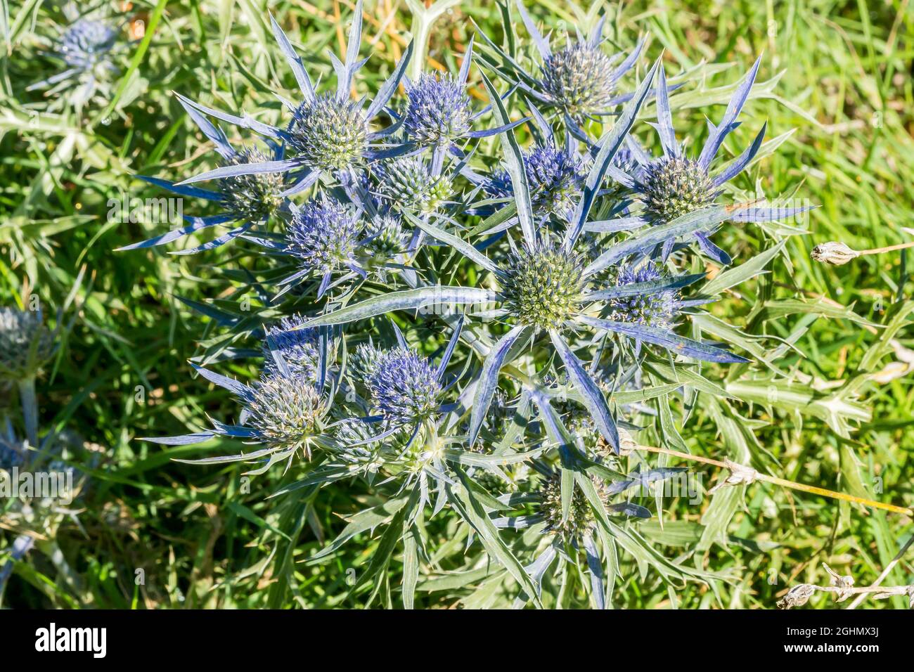 Eryngium variifolium eryngo -Fotos und -Bildmaterial in hoher Auflösung ...