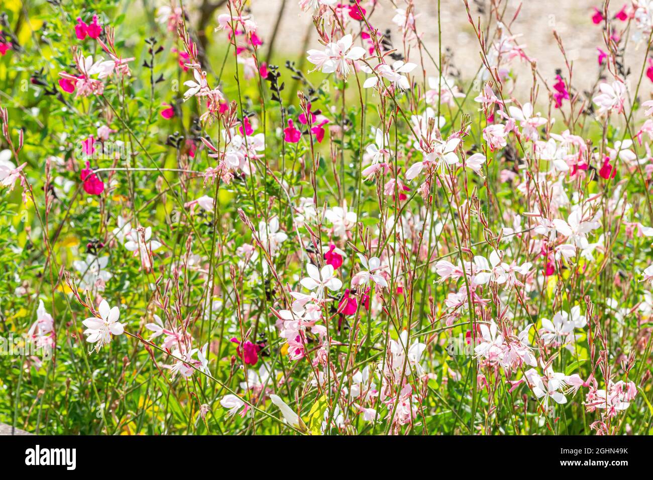 Gaura gaura sp -Fotos und -Bildmaterial in hoher Auflösung – Alamy