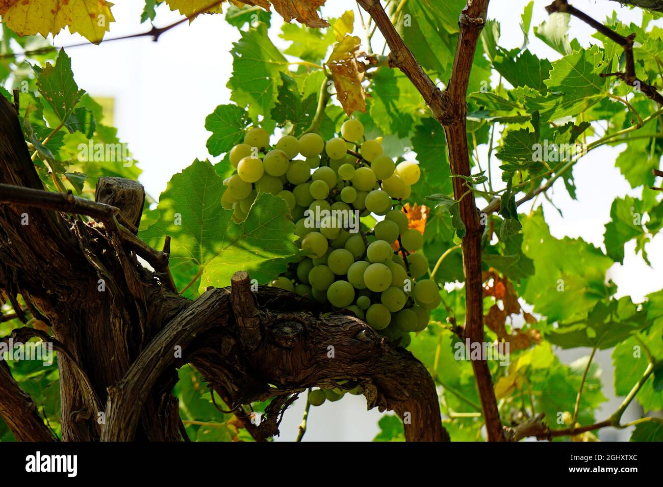 Griechische weintrauben feld -Fotos und -Bildmaterial in hoher ...