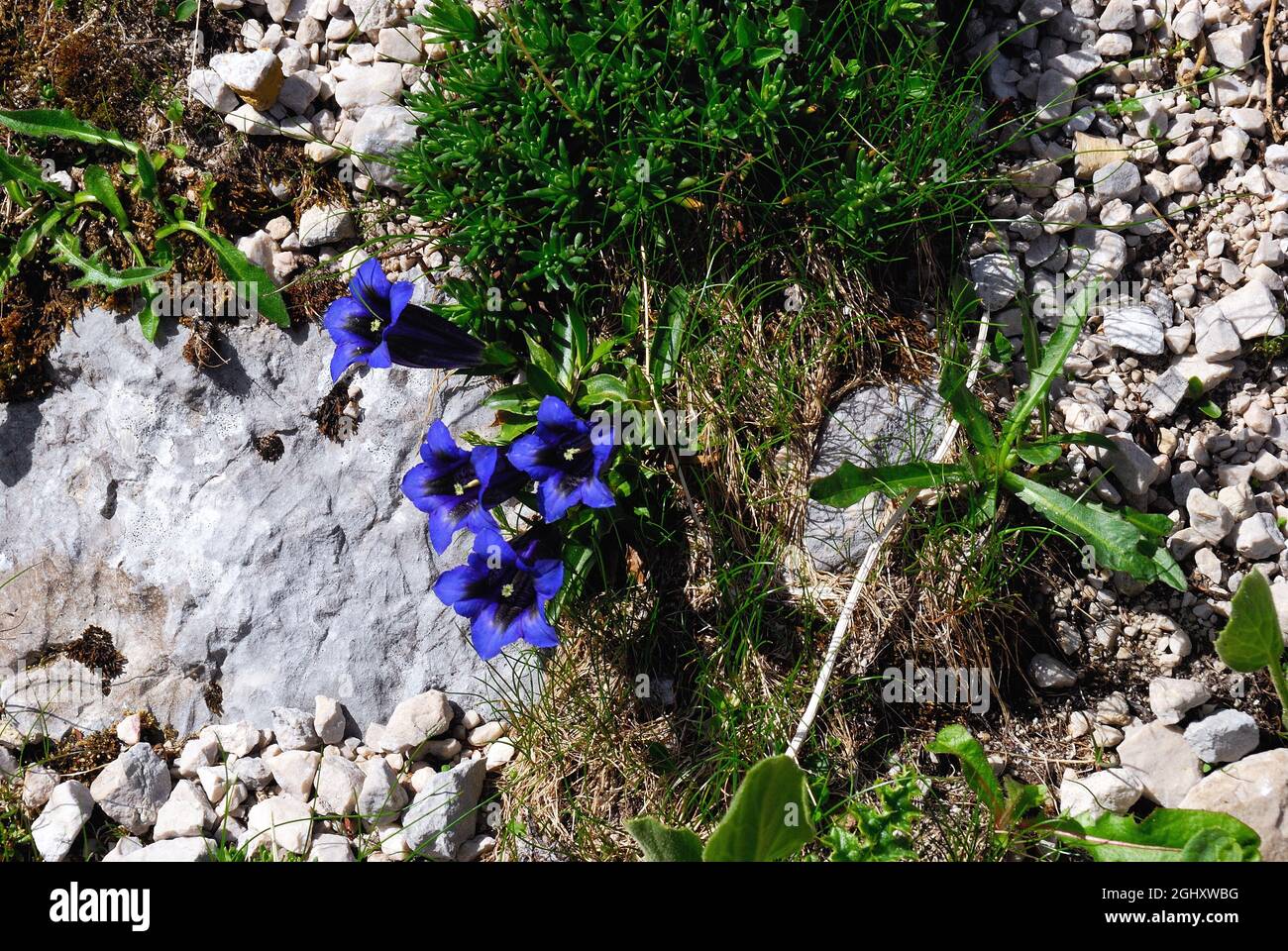 Slowenien, Lepena-Tal, Triglav-Nationalpark. Gentiana acaulis, Julische ...
