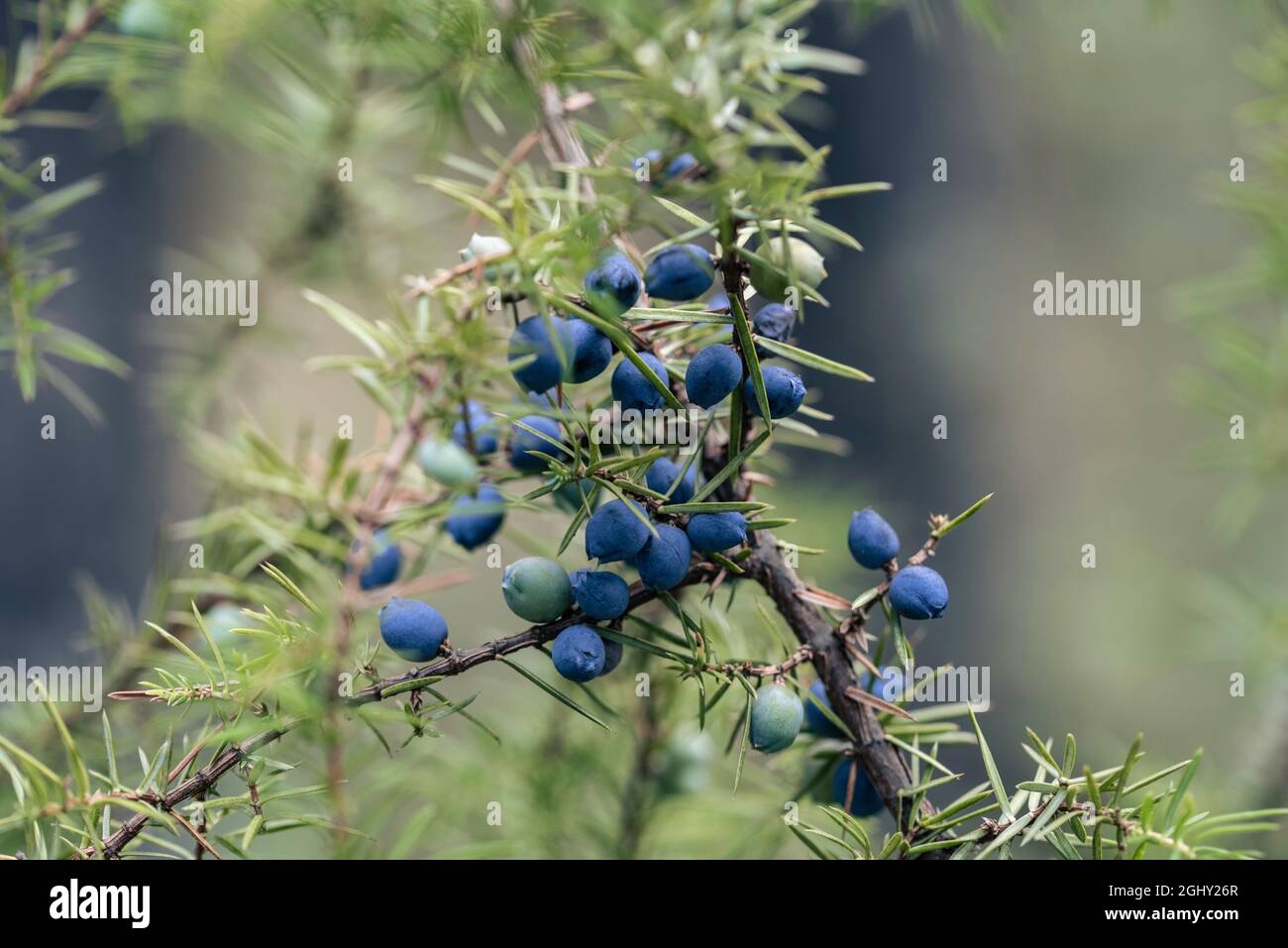 Wacholderbeere juniperus communis -Fotos und -Bildmaterial in hoher ...