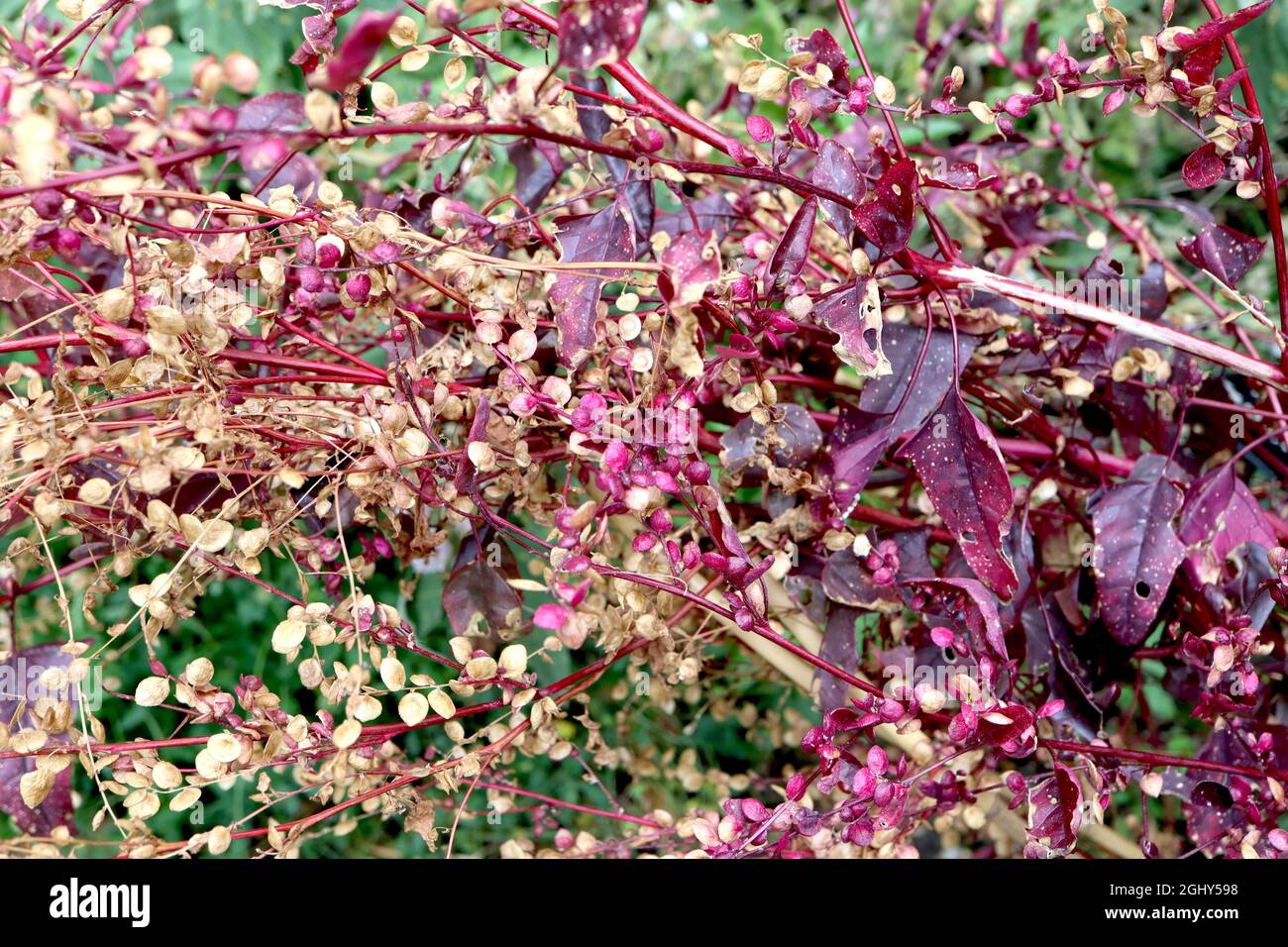 Spinat atriplex hortensis var rubra -Fotos und -Bildmaterial in hoher ...