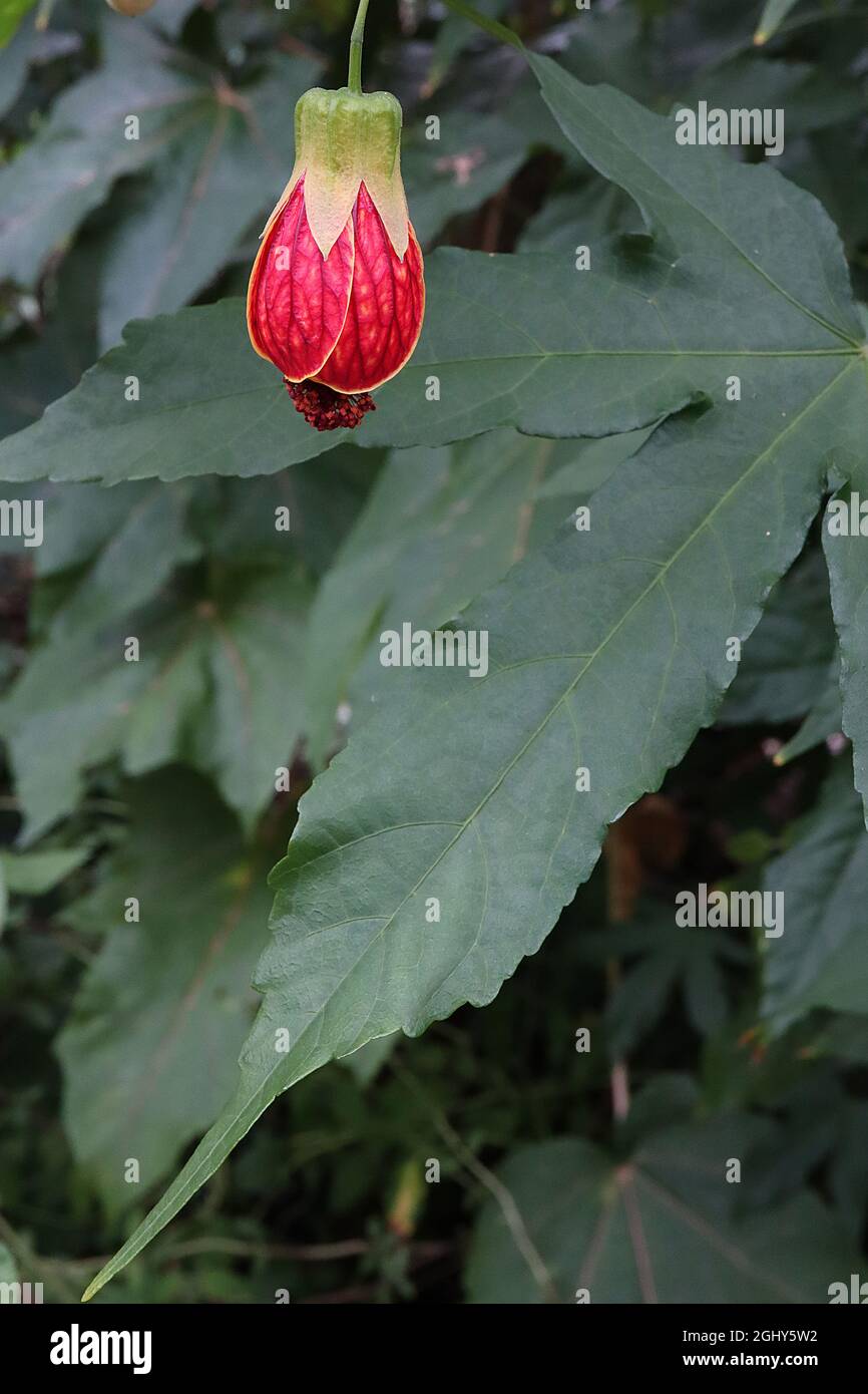 Callianthe picta Stockfotos und -bilder Kaufen - Alamy