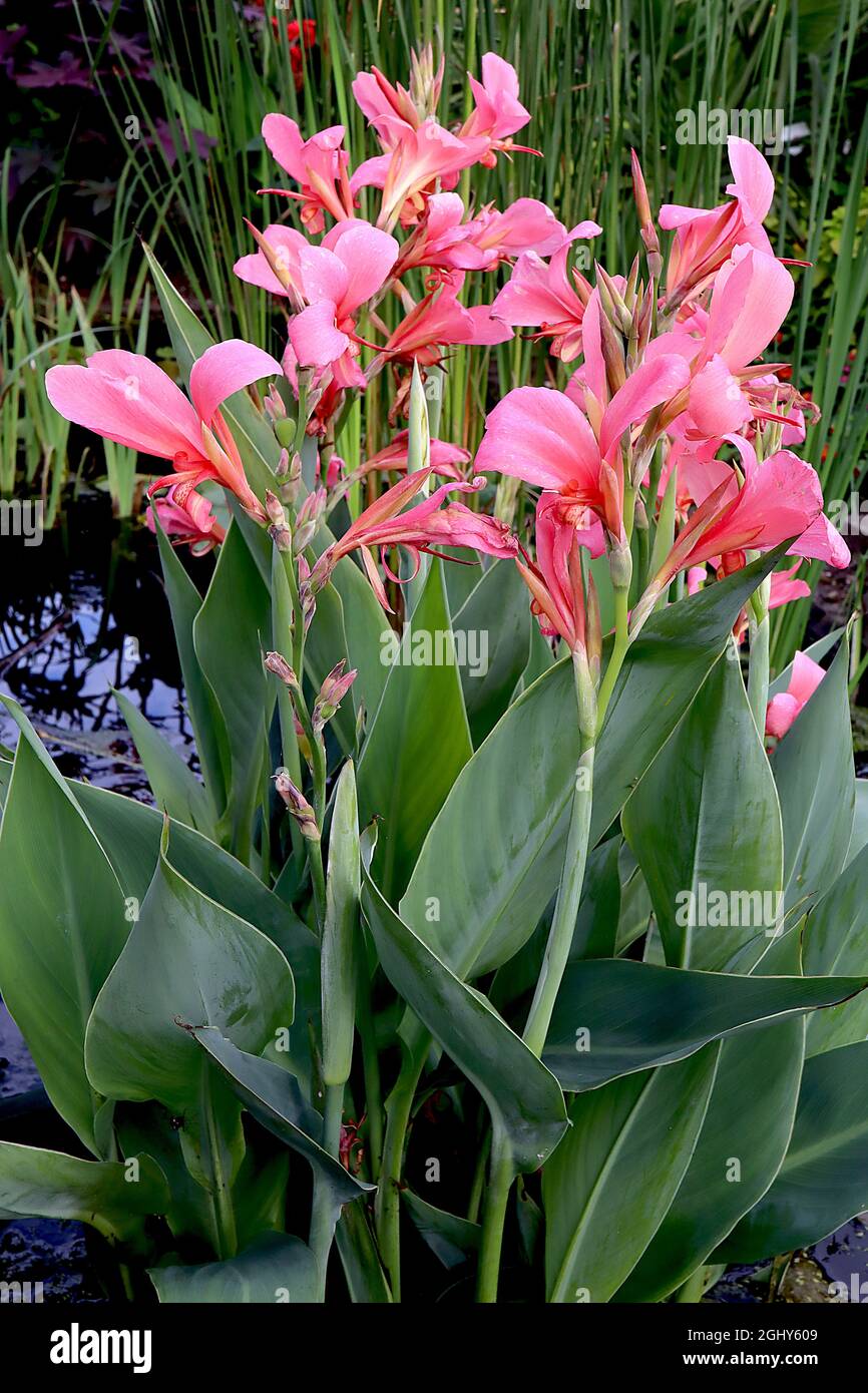 Canna lilie erebus -Fotos und -Bildmaterial in hoher Auflösung – Alamy