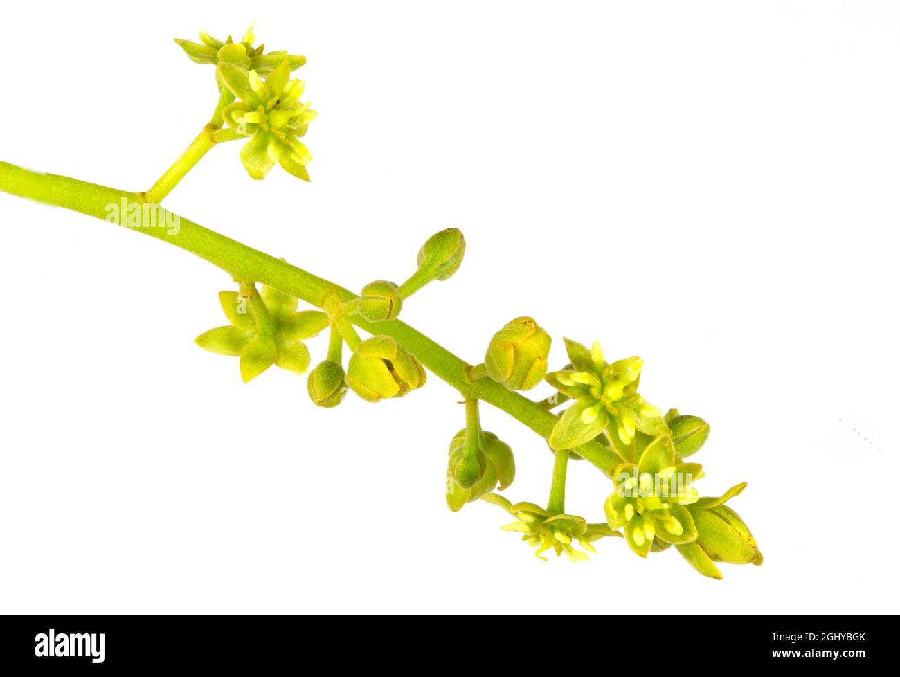 Weibliche organe -Fotos und -Bildmaterial in hoher Auflösung – Alamy