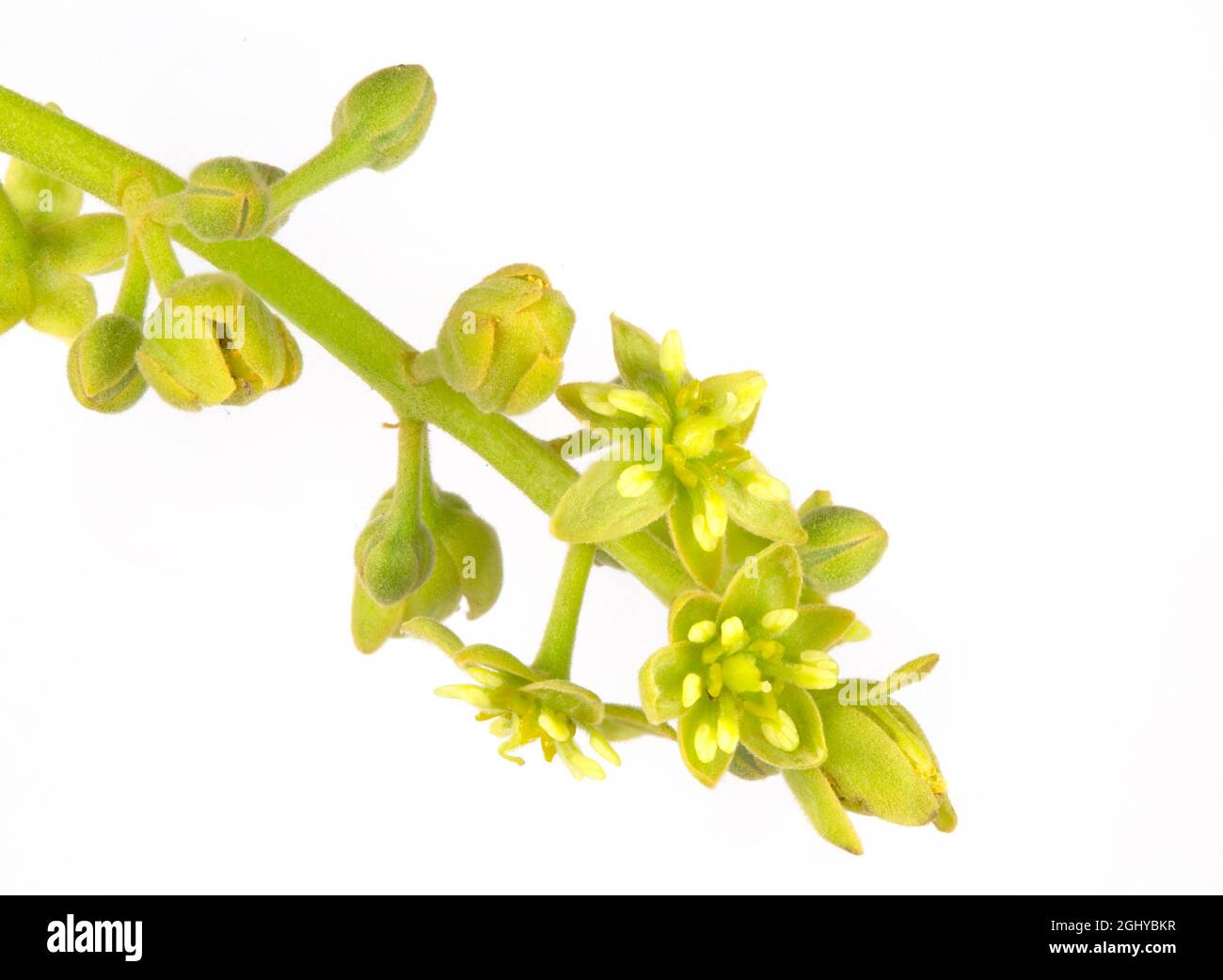 Ansicht der vollständigen Blüte des Avocado-Baumes (Persea americana ...