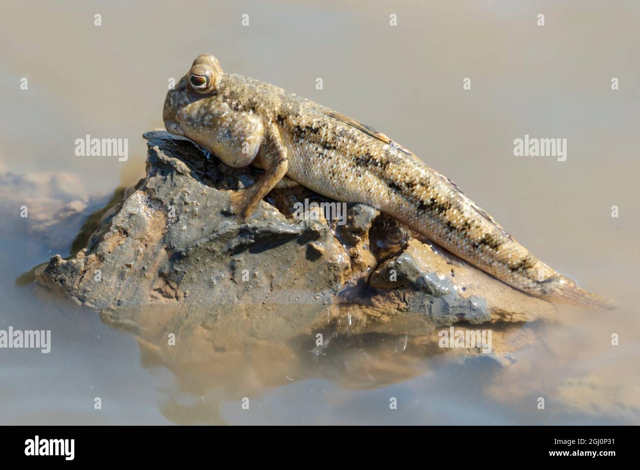 Schlammskipper fisch -Fotos und -Bildmaterial in hoher Auflösung – Alamy