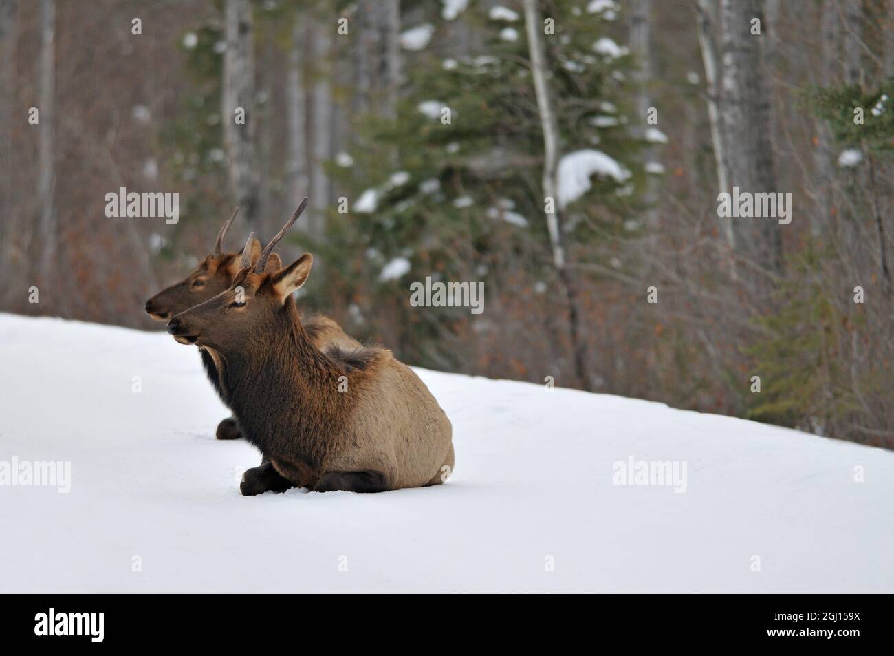 Elch cervus canadensis im prince albert national park -Fotos und ...