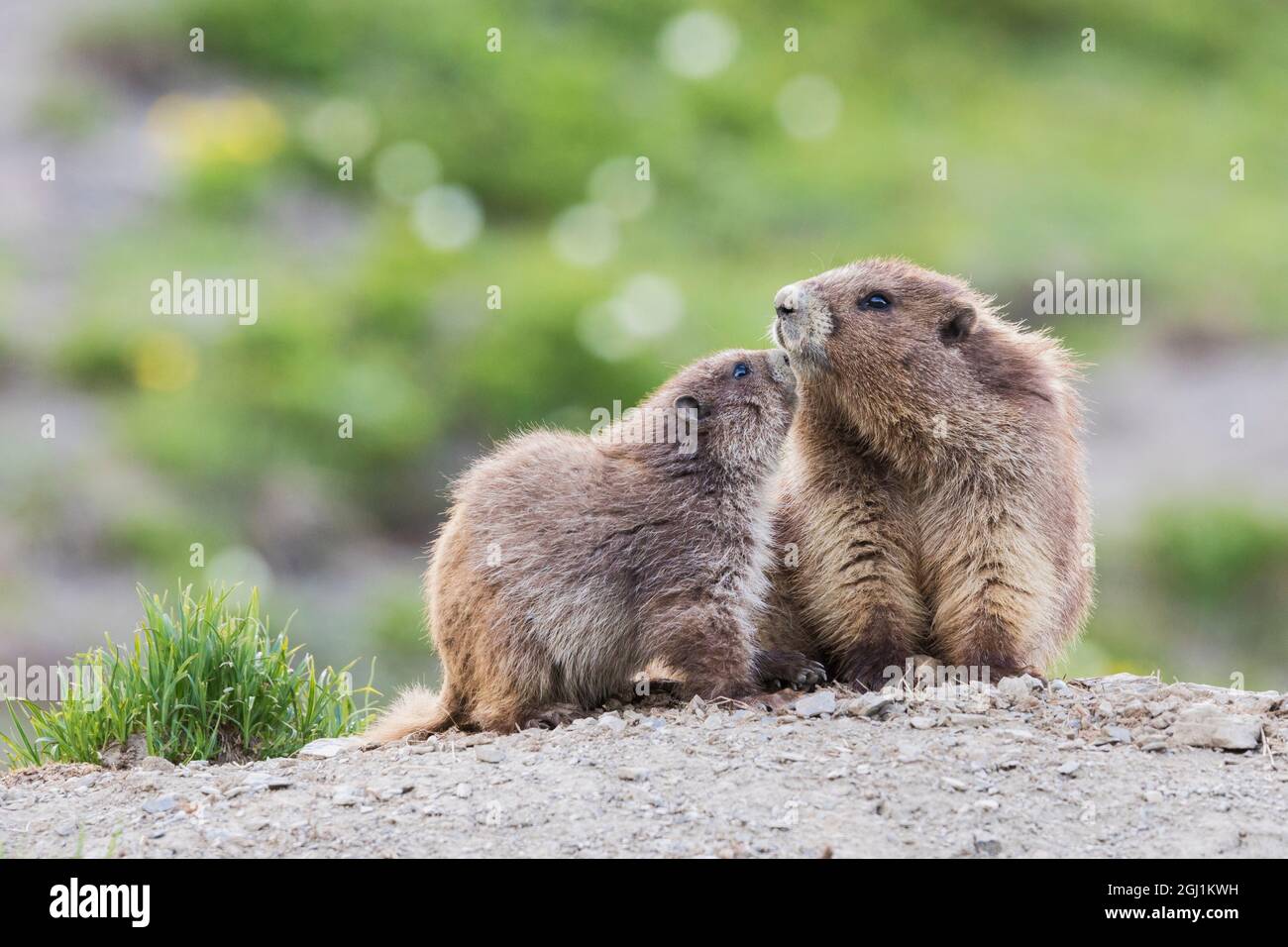 Olympische murmeltiere -Fotos und -Bildmaterial in hoher Auflösung – Alamy