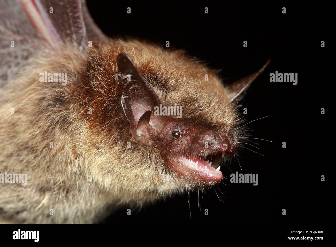 Mutter und babyfledermaus -Fotos und -Bildmaterial in hoher Auflösung ...