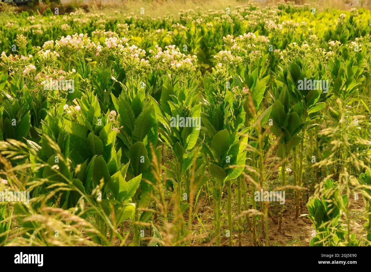 Flowering tobacco plant -Fotos und -Bildmaterial in hoher Auflösung – Alamy