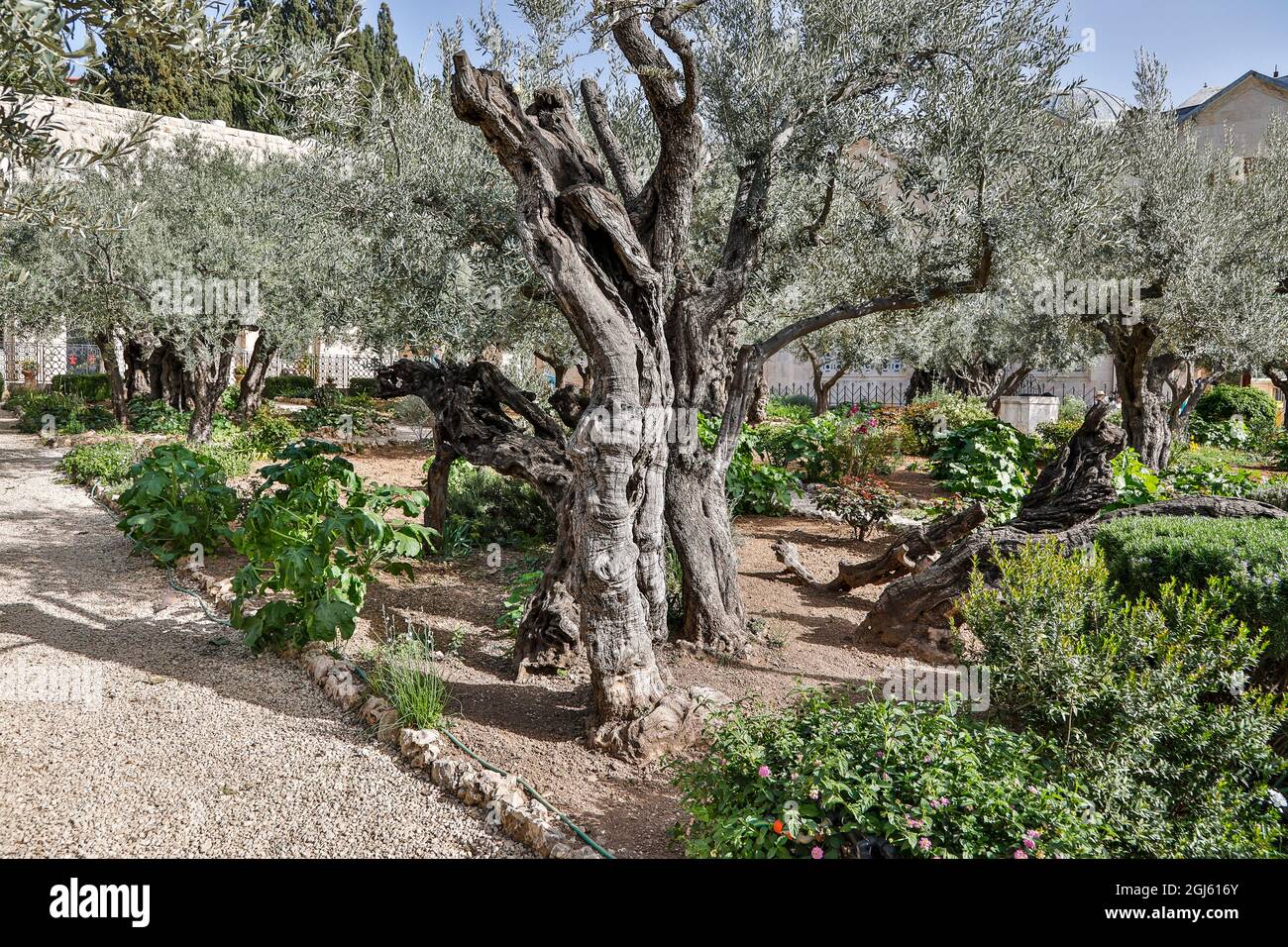 Baum der qual Stockfotos und -bilder Kaufen - Alamy