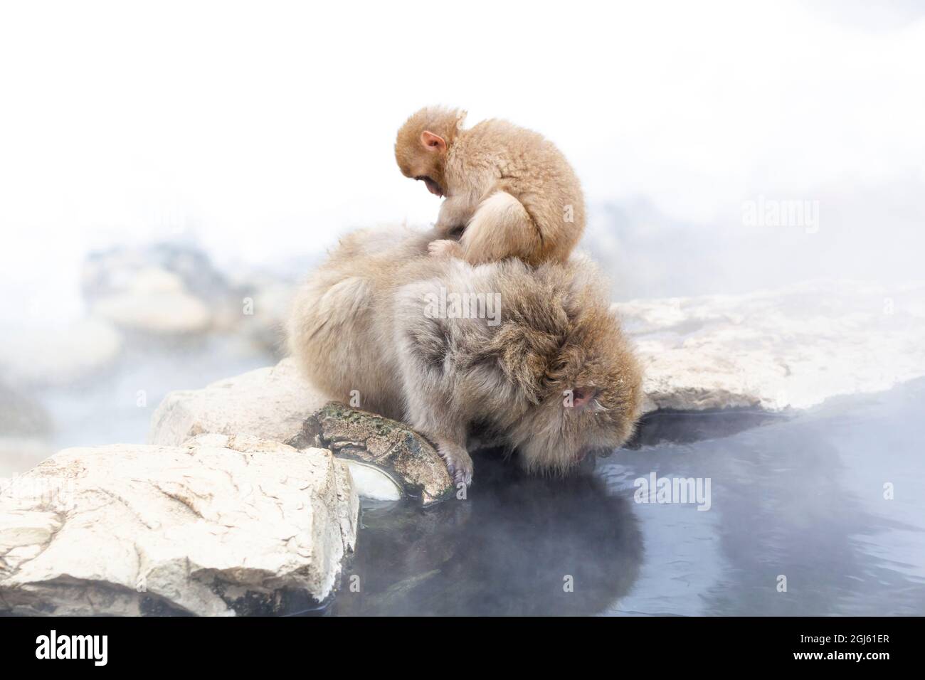 Asien, Japan, Nagano, Jigokudani Yaen Koen, Snow Monkey Park ...