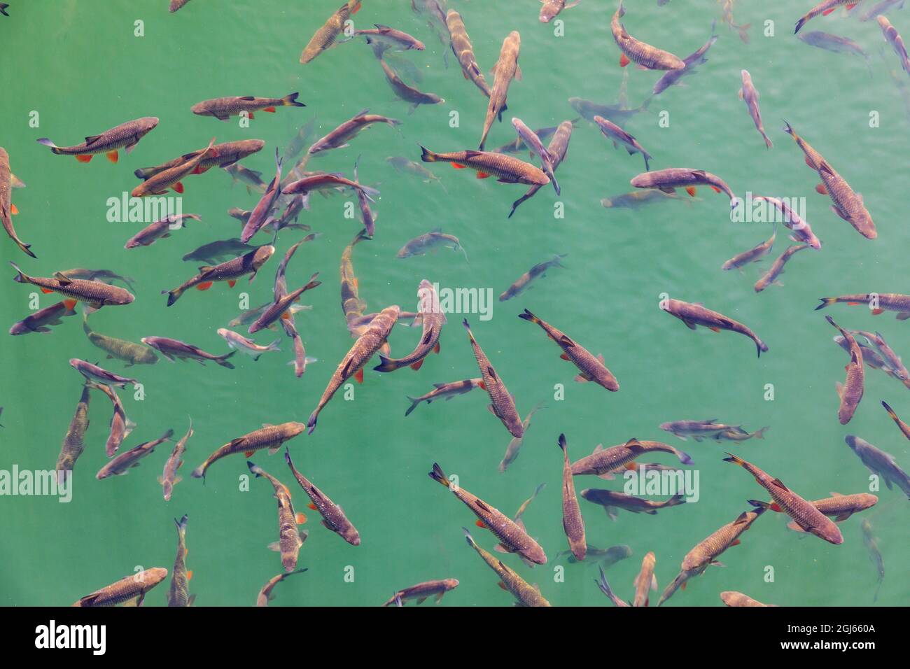 Tschernobyl wels -Fotos und -Bildmaterial in hoher Auflösung – Alamy