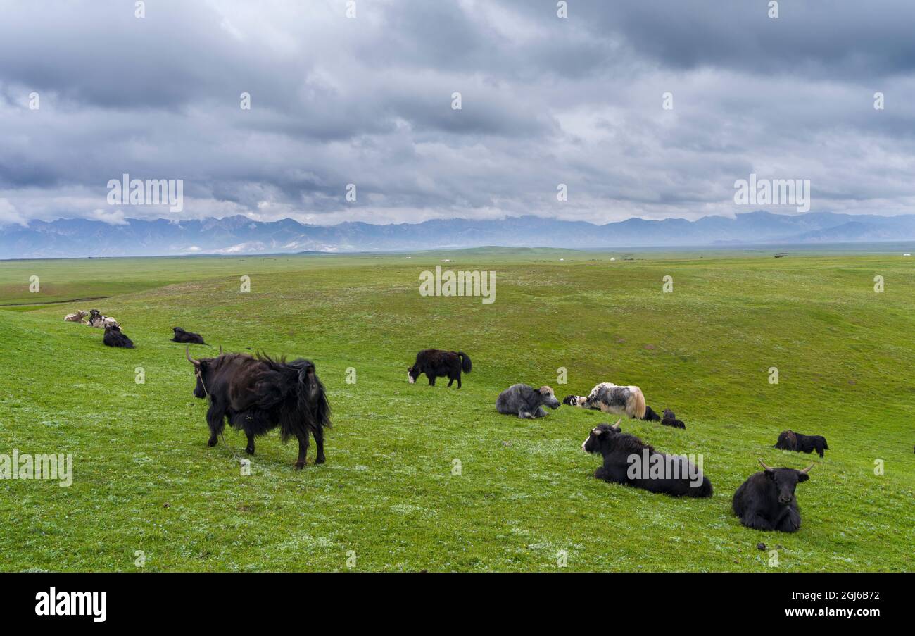 Heimische Yak auf ihrer Sommerweide. ALAJ-Tal im Pamir-Gebirge ...