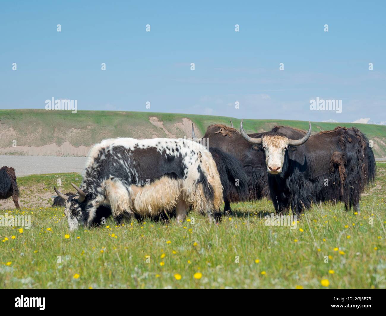 Heimische Yak auf ihrer Sommerweide. ALAJ-Tal im Pamir-Gebirge ...