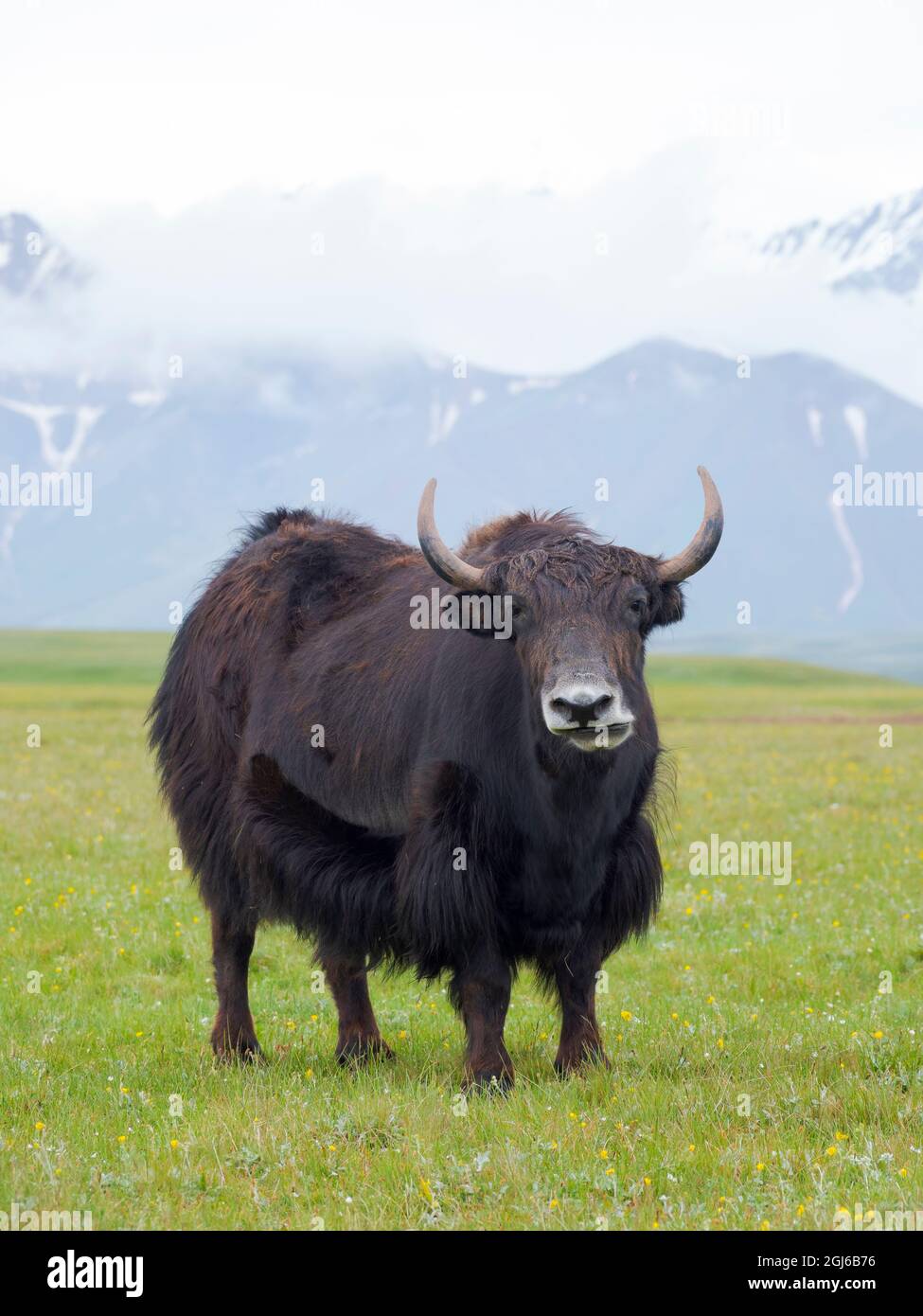 Heimische Yak auf ihrer Sommerweide. ALAJ-Tal im Pamir-Gebirge ...