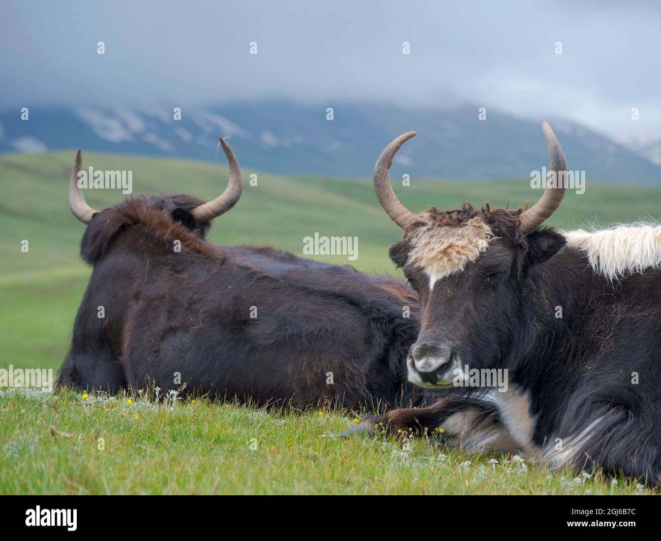 Heimische Yak auf ihrer Sommerweide. ALAJ-Tal im Pamir-Gebirge ...