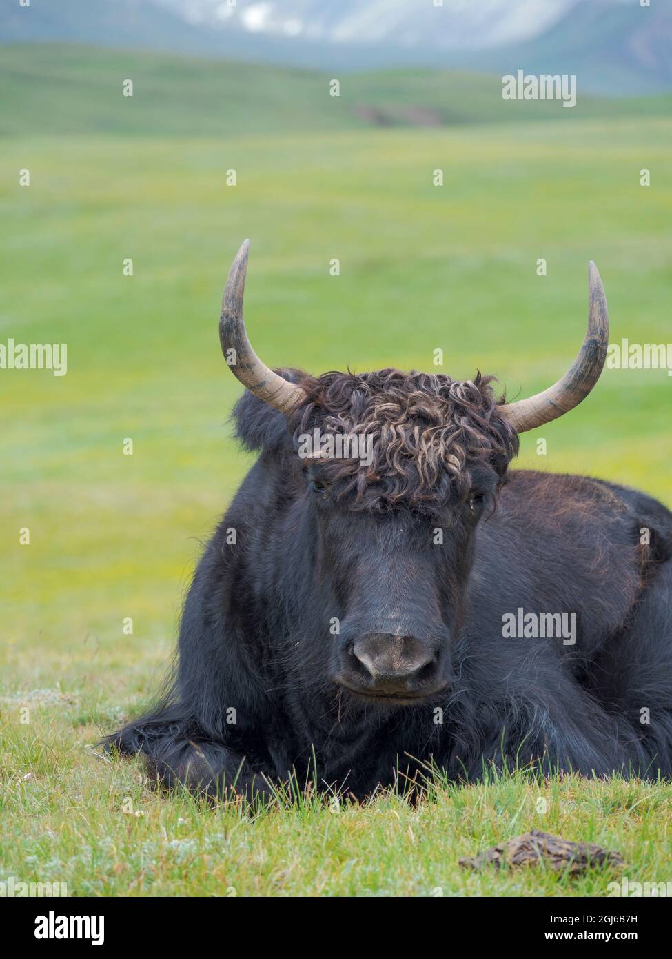 Heimische Yak auf ihrer Sommerweide. ALAJ-Tal im Pamir-Gebirge ...