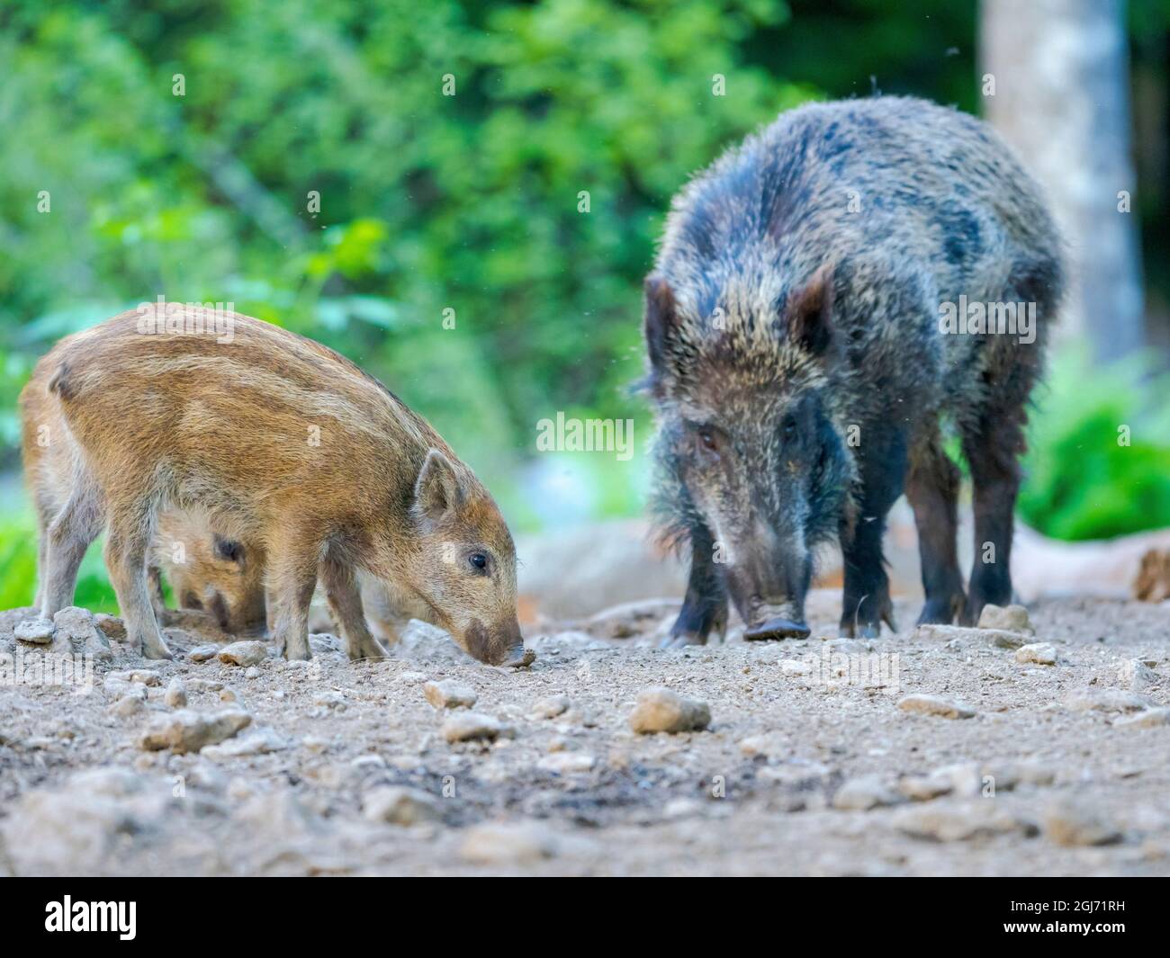 Jungschwein, Ferkel. Wildschwein (Sus scrofa) im Wald. Nationalpark ...