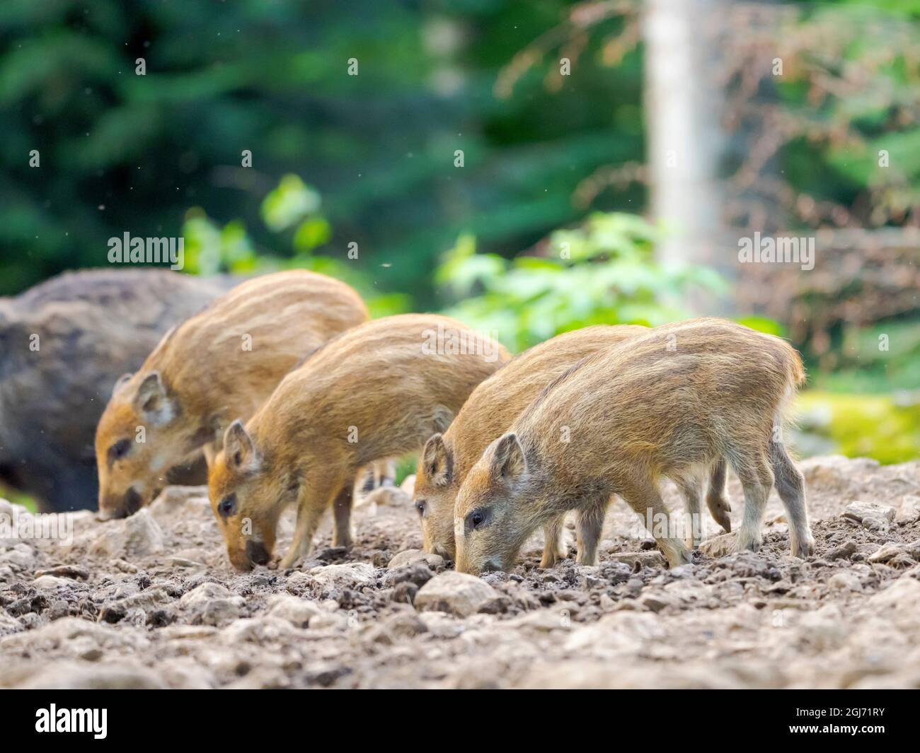 Jungschwein, Ferkel. Wildschwein (Sus scrofa) im Wald. Nationalpark ...
