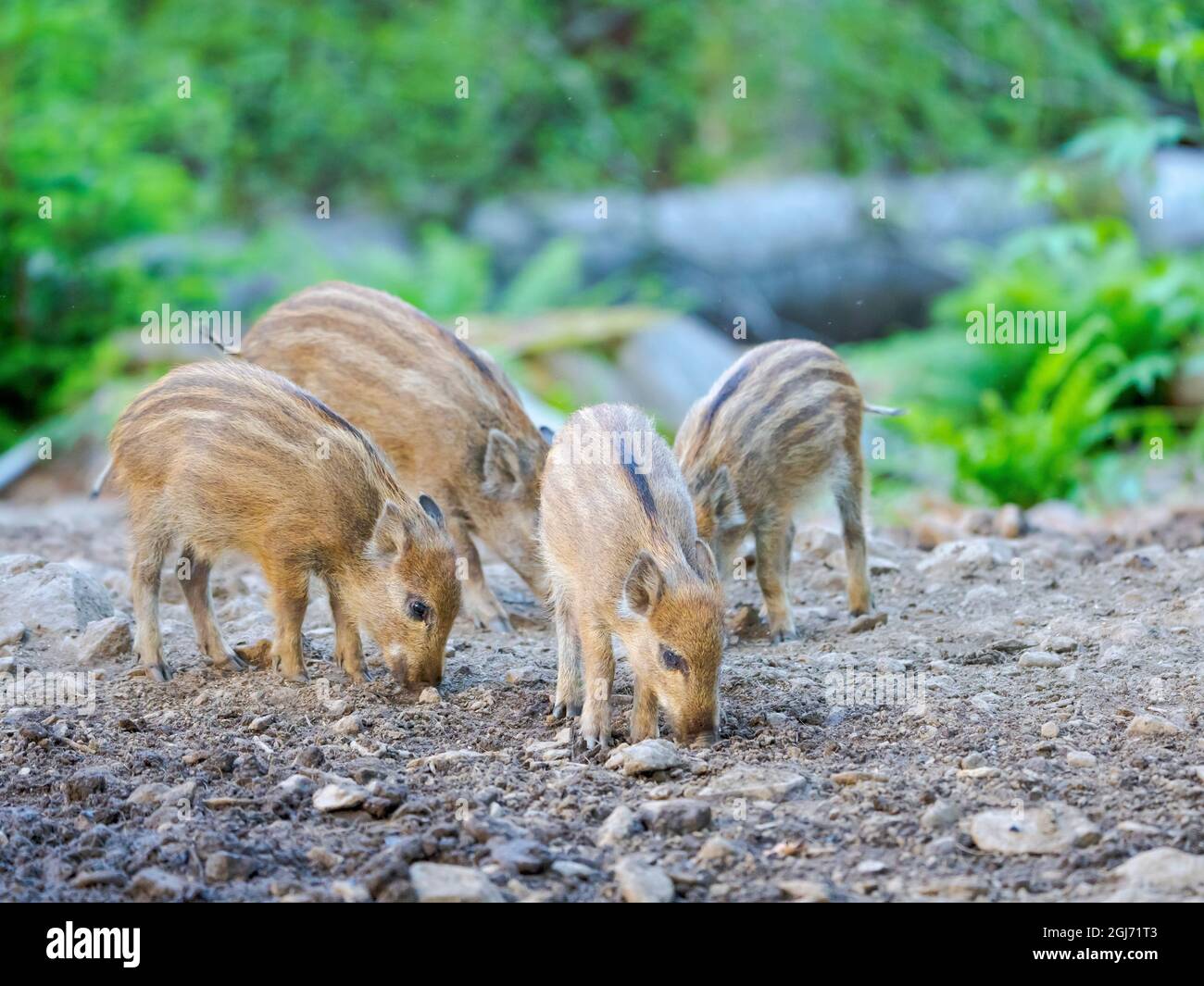 Jungschwein, Ferkel. Wildschwein (Sus scrofa) im Wald. Nationalpark ...